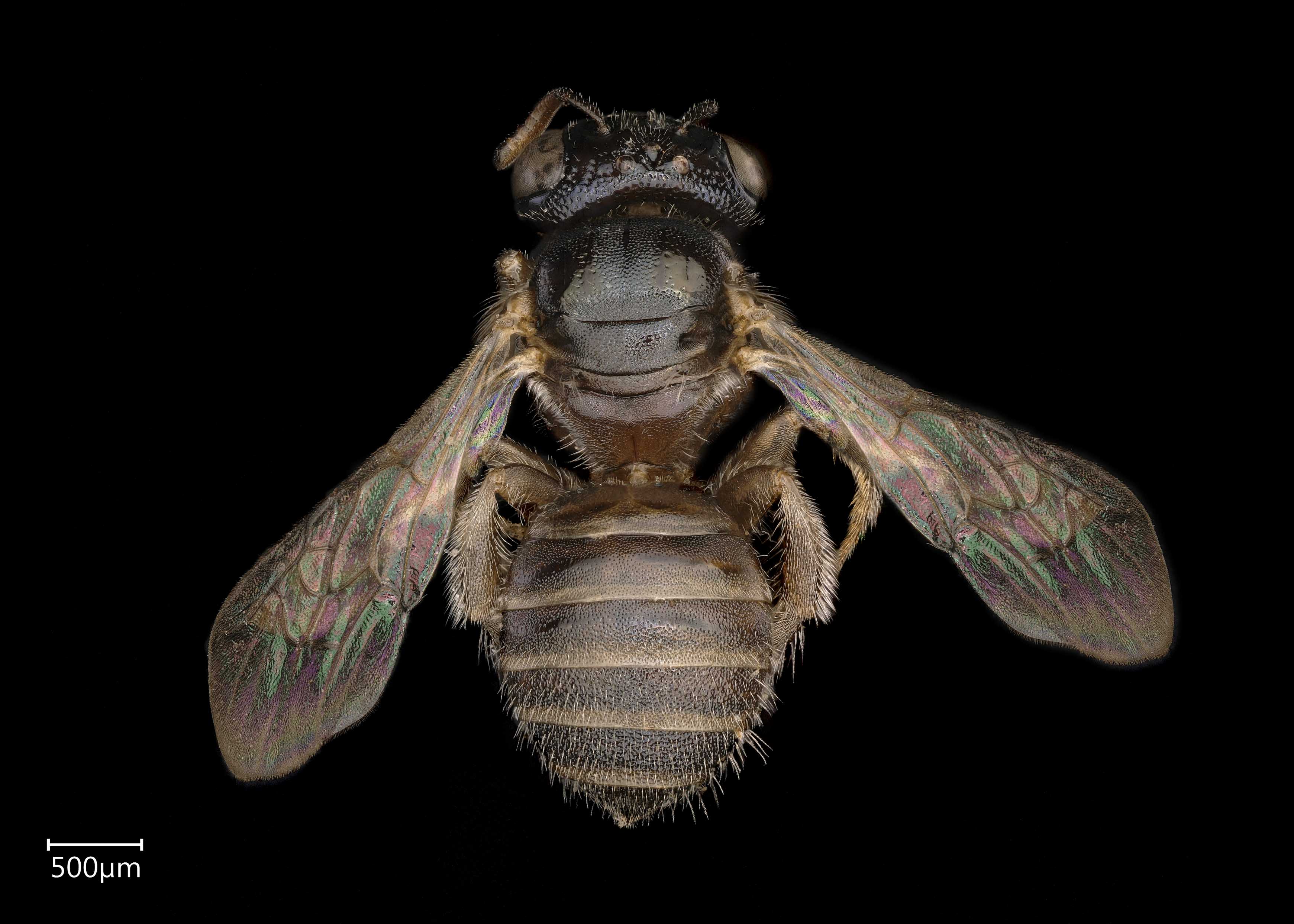 Ceratina #40; Neoceratina #41; | Exotic Bee ID