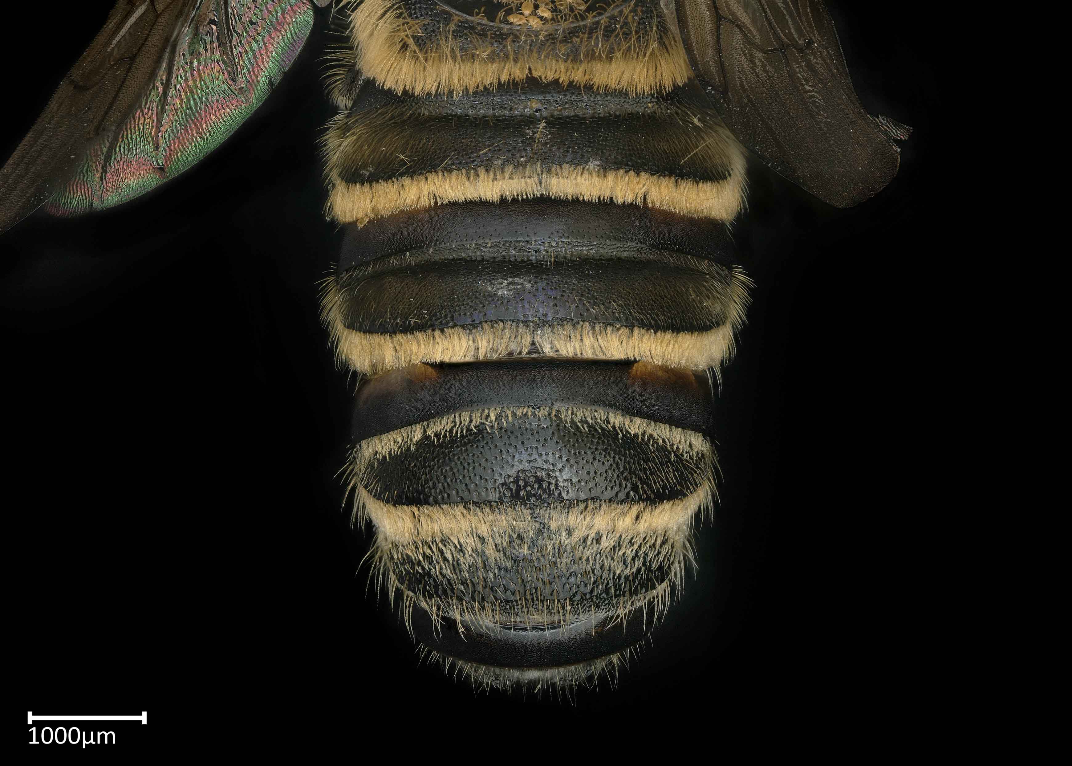 Megachile (Aethomegachile) | Exotic Bee ID