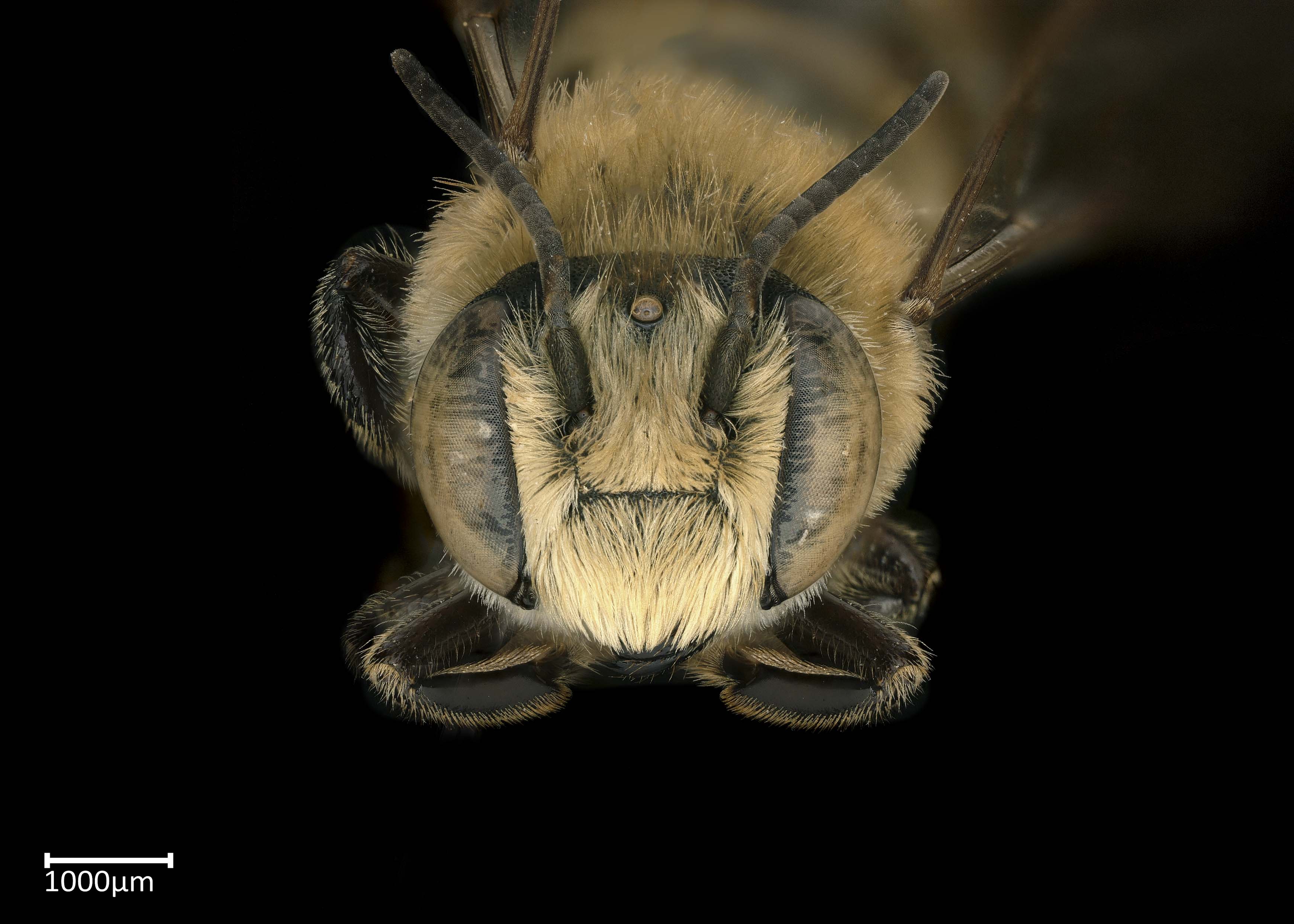Megachile #40; Aethomegachile #41; | Exotic Bee ID