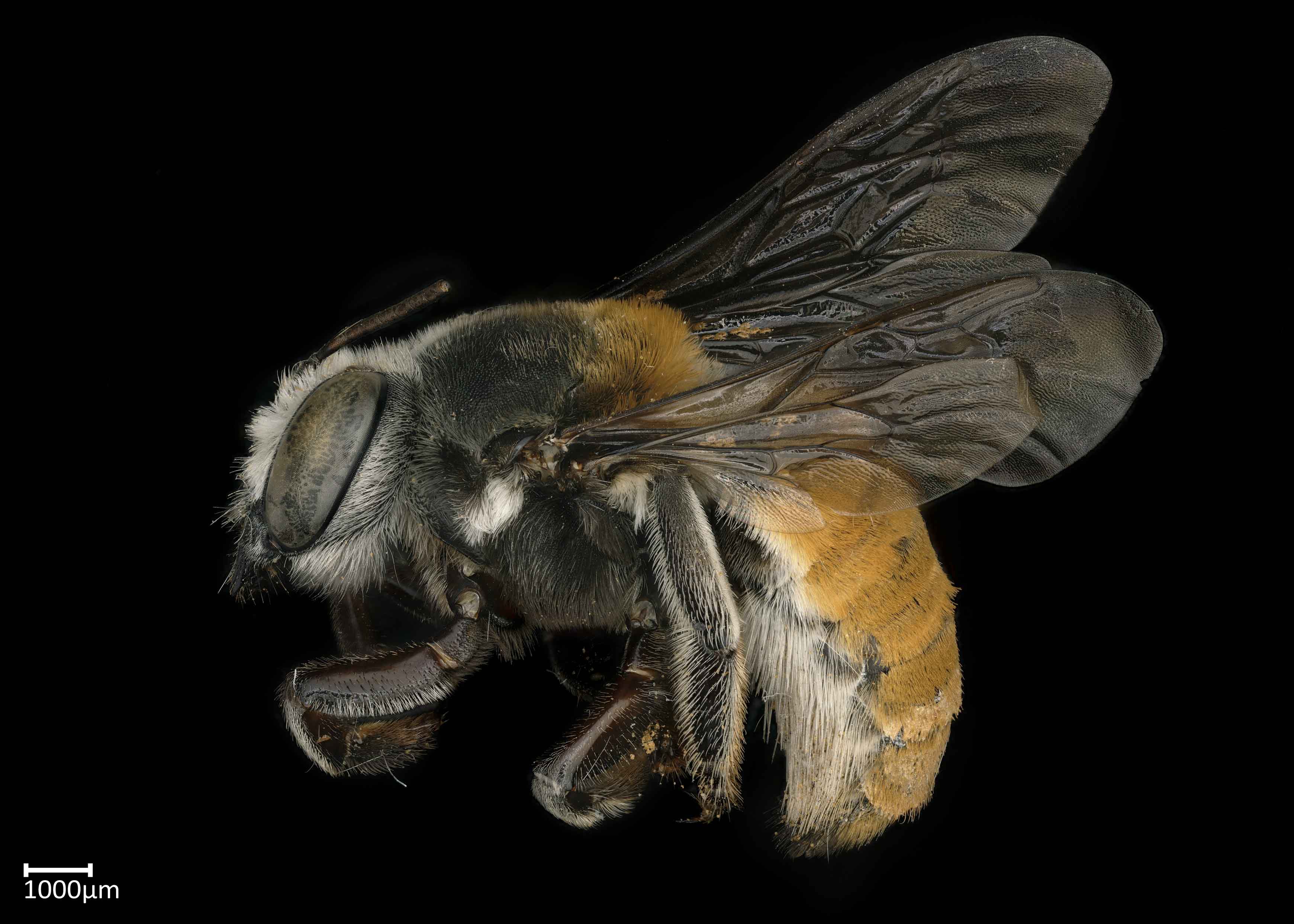 Megachile #40; Amegachile #41; | Exotic Bee ID