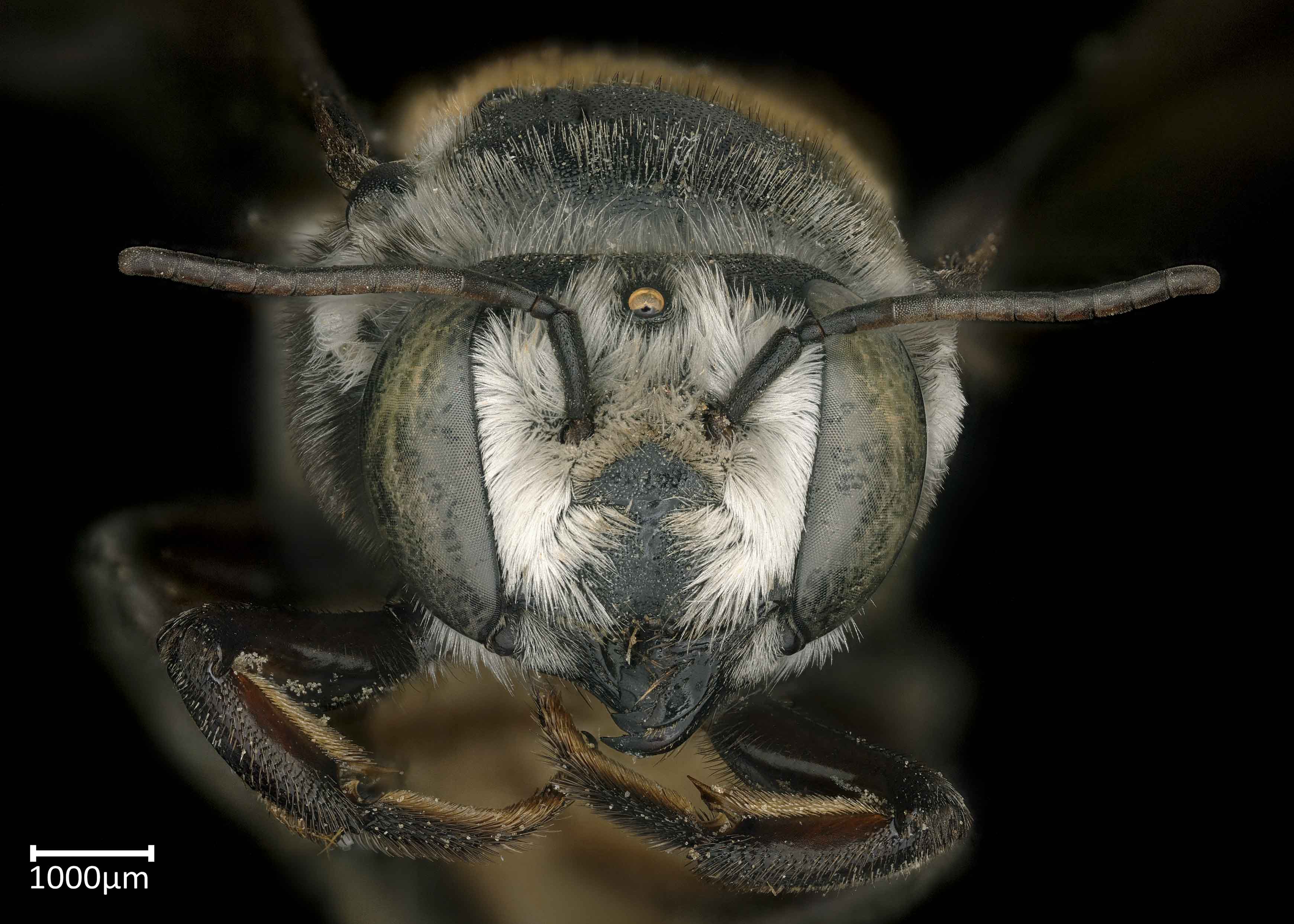 Megachile #40; Amegachile #41; | Exotic Bee ID