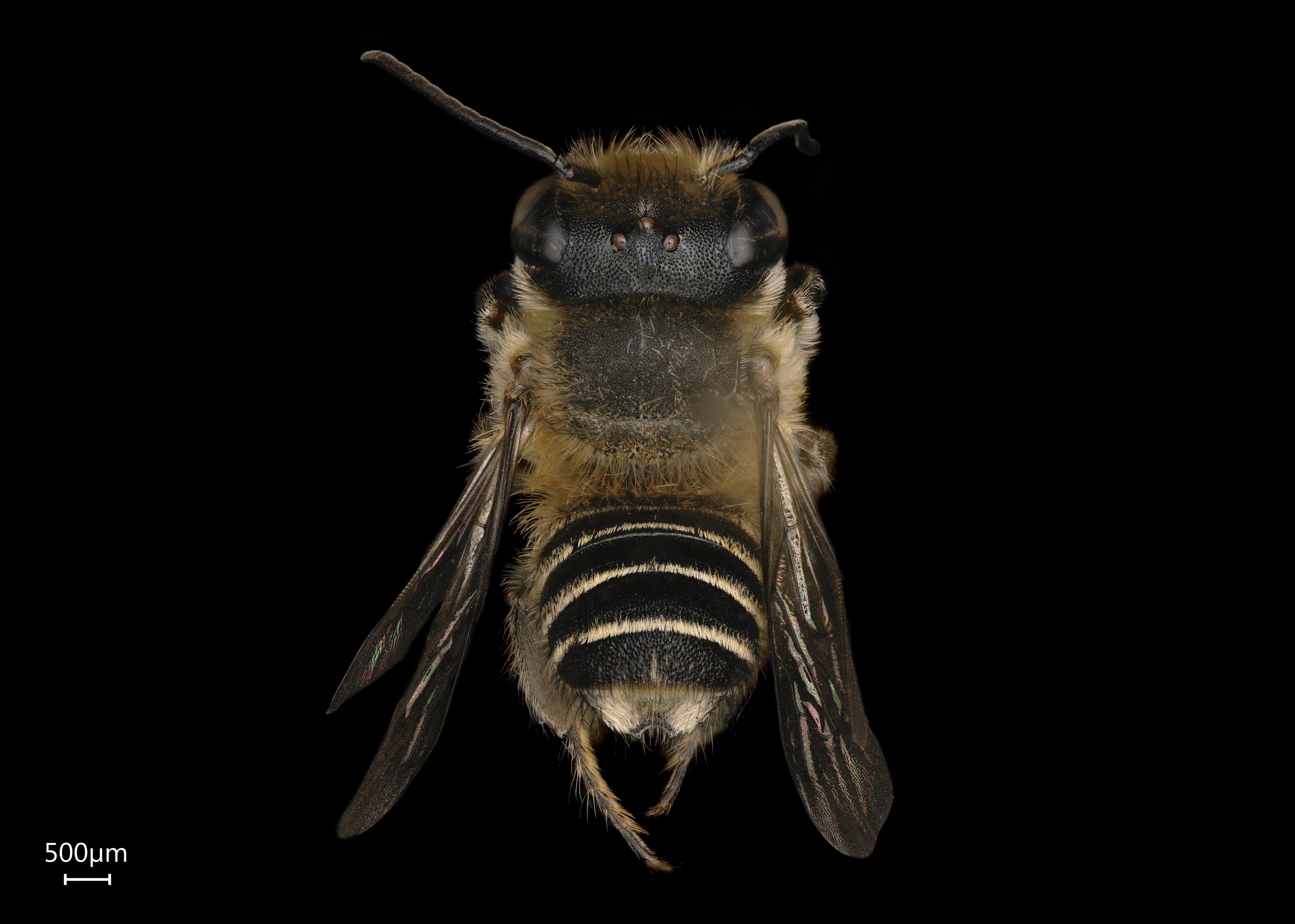 Megachile #40; Paracella #41; | Exotic Bee ID