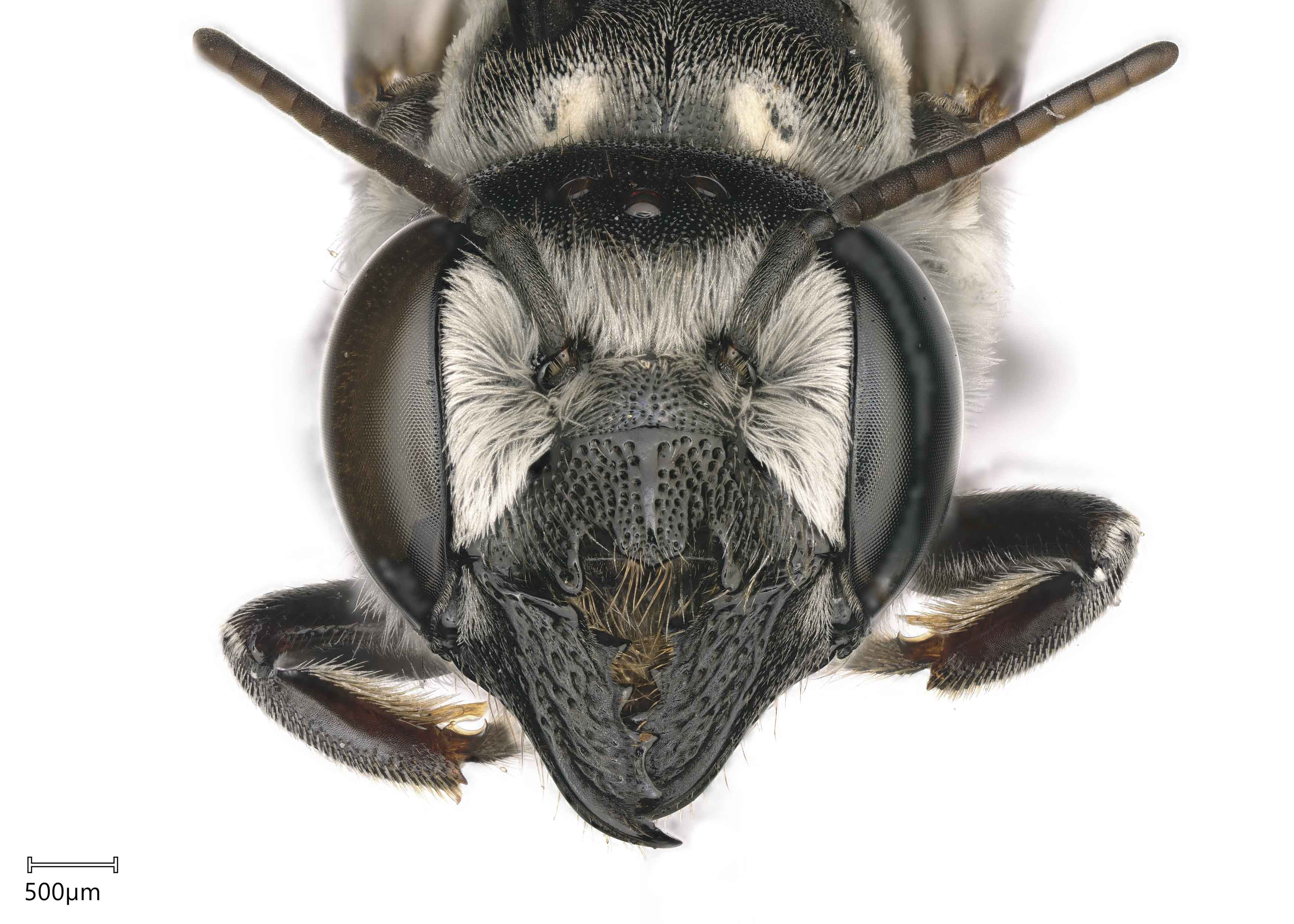 Chelostomoides | Exotic Bee ID