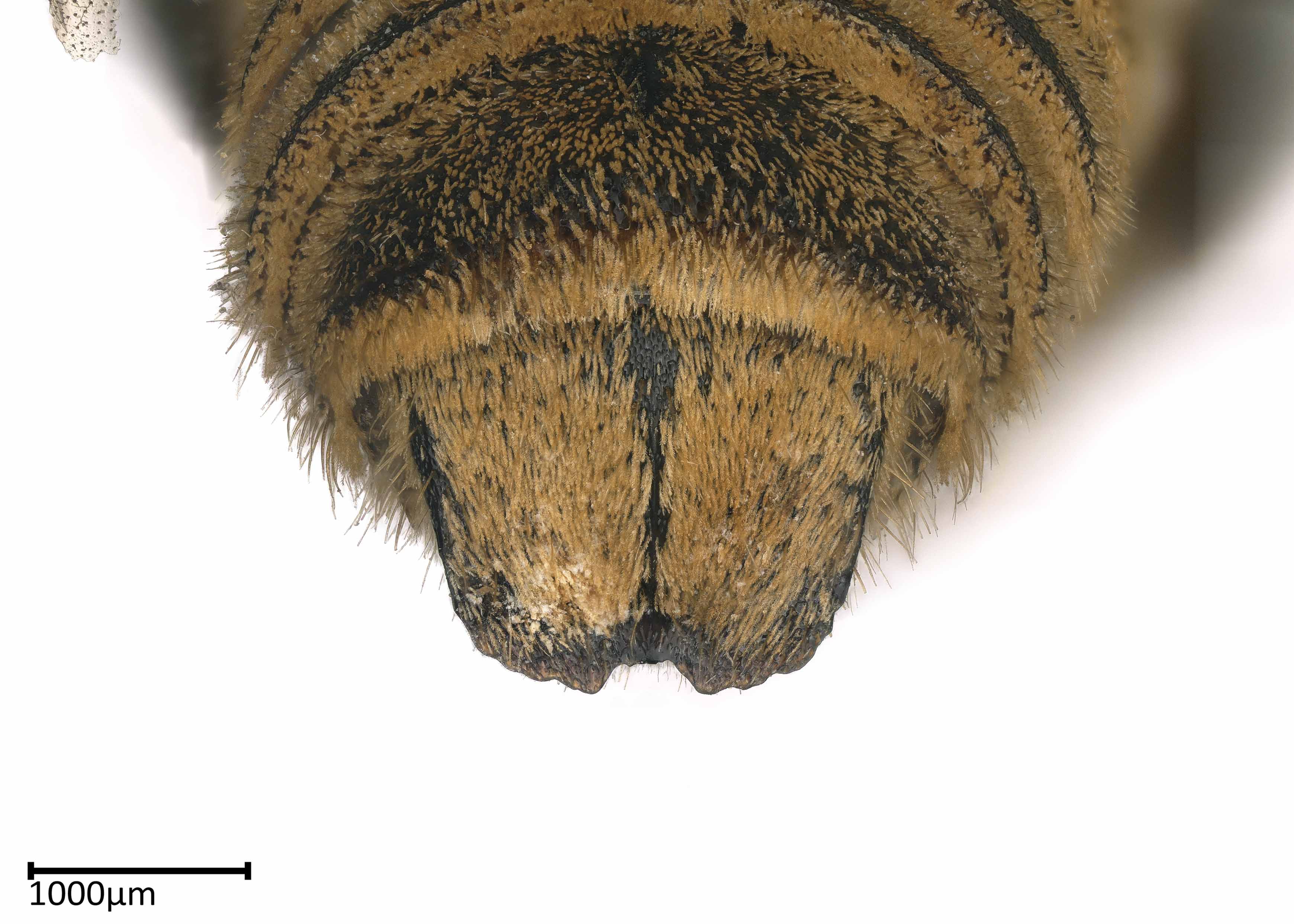 Megachile #40; Creightonella #41; | Exotic Bee ID