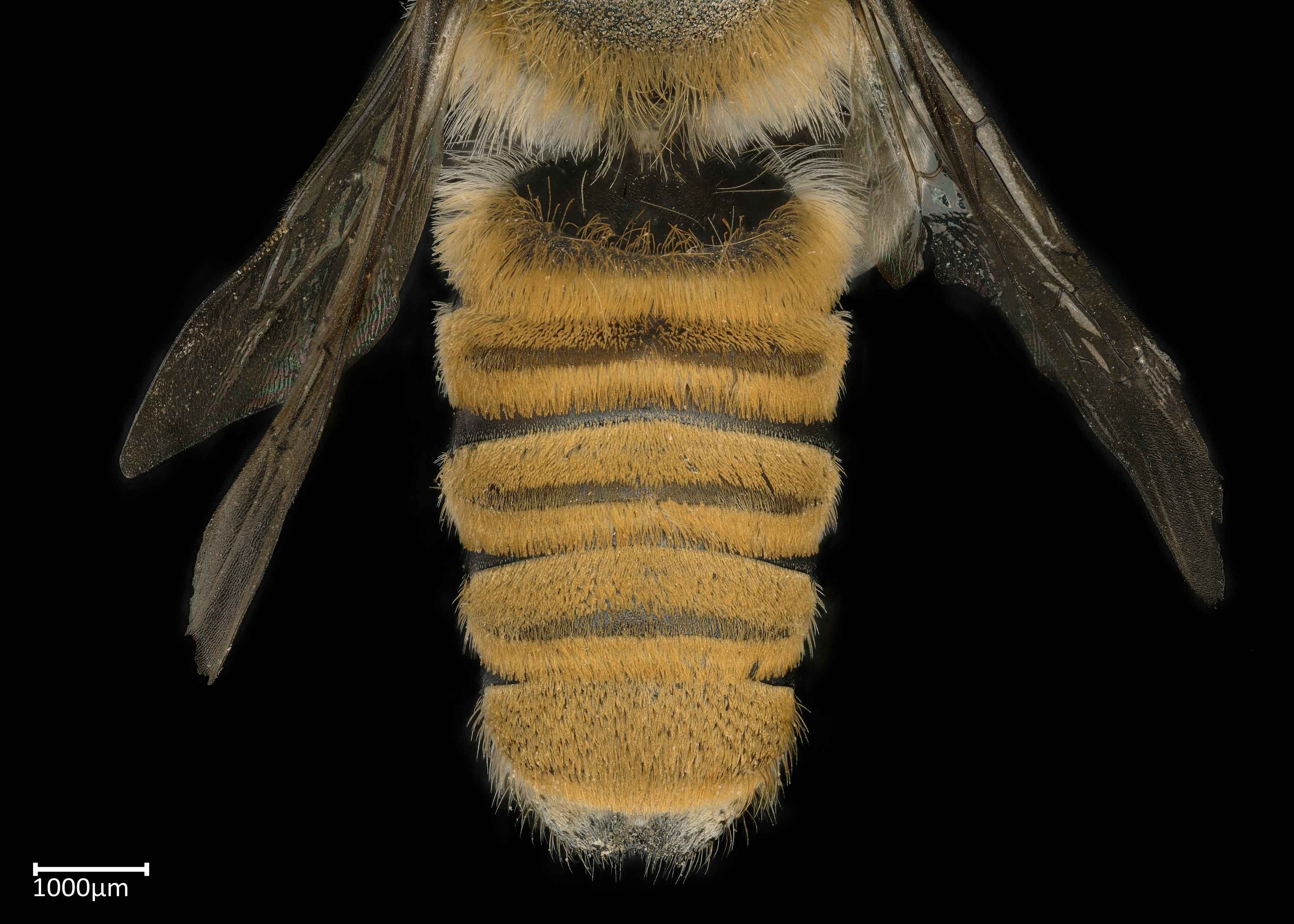Megachile #40; Amegachile #41; | Exotic Bee ID