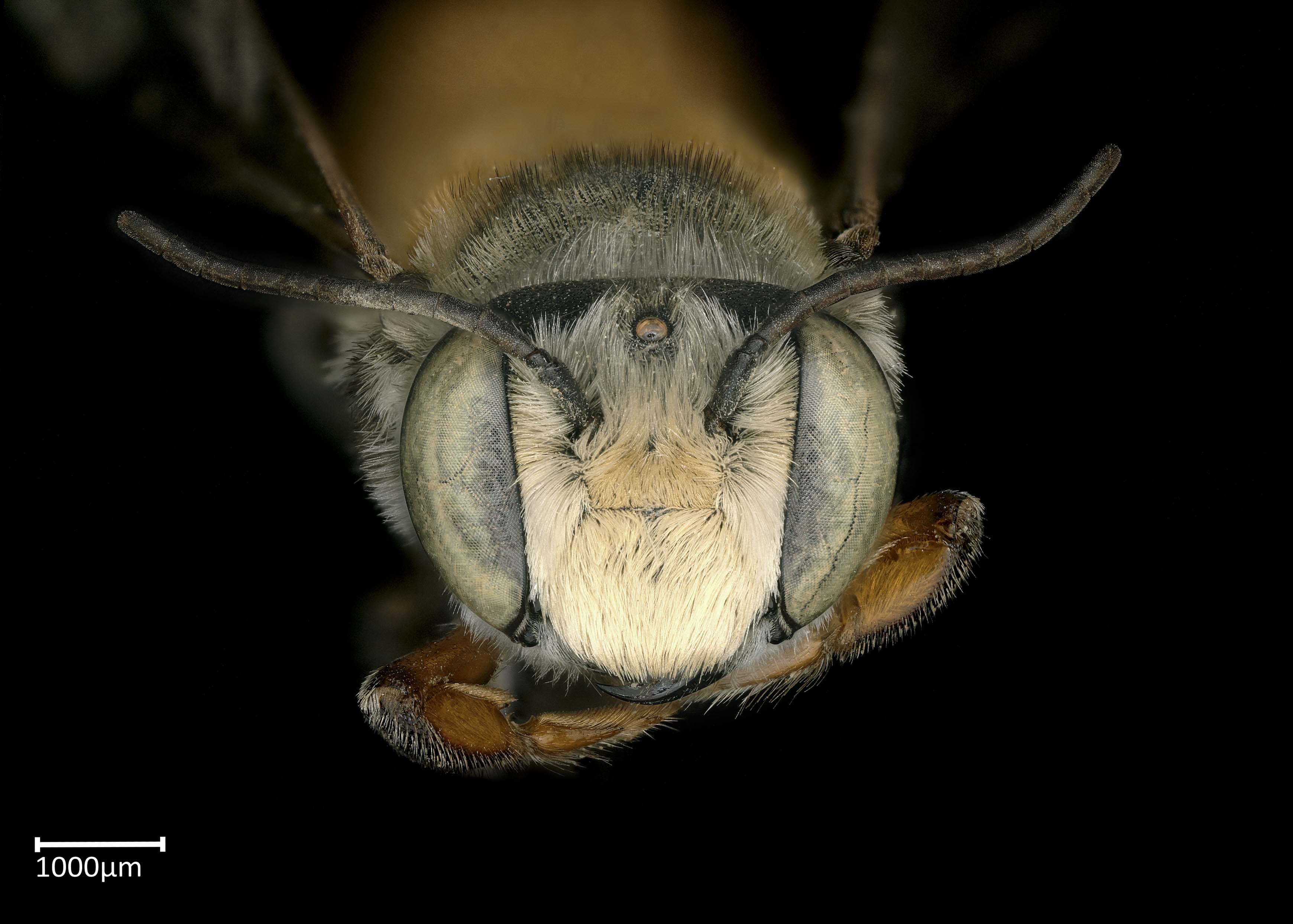 Megachile #40; Amegachile #41; | Exotic Bee ID