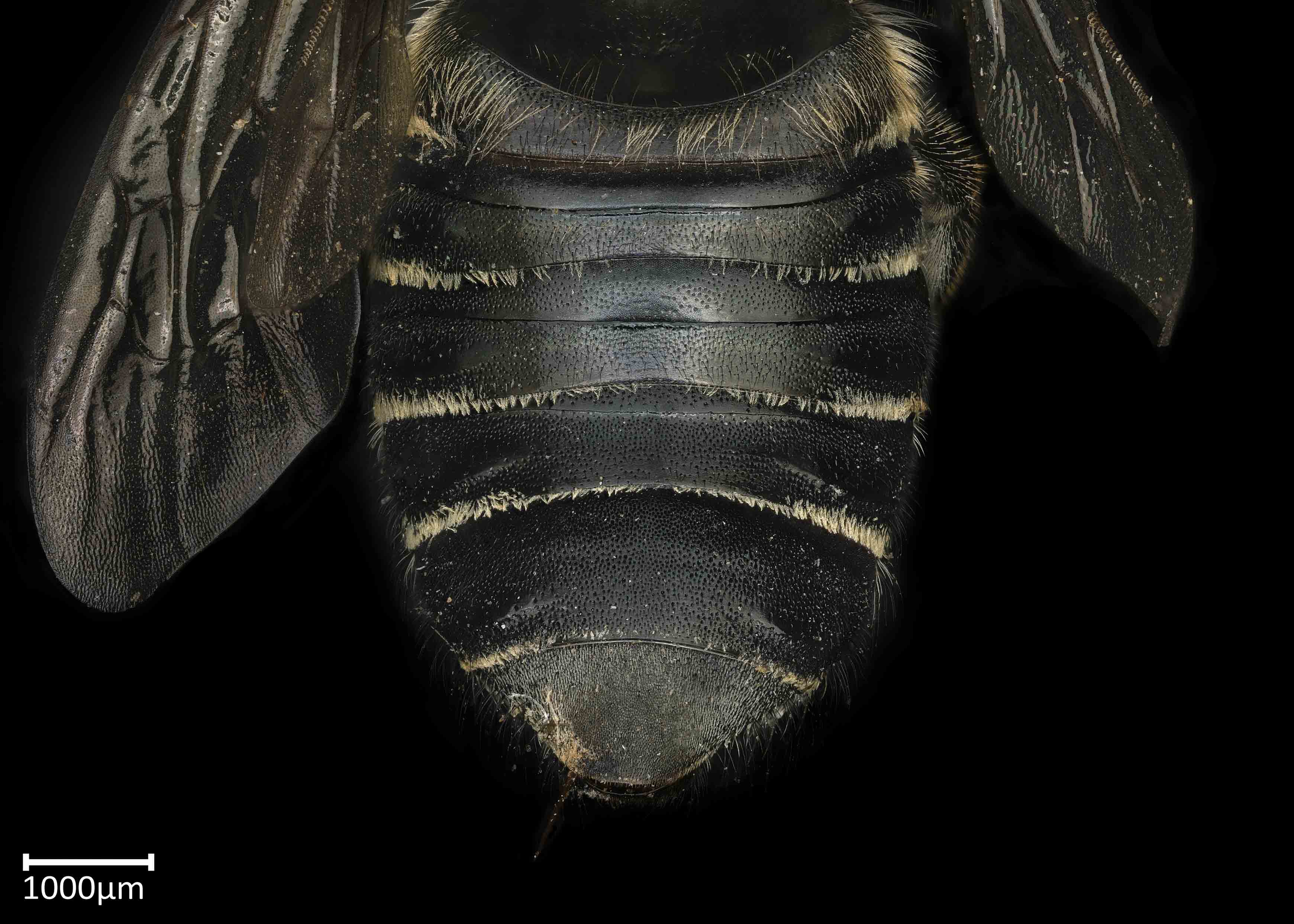 Megachile #40; Austromegachile #41; | Exotic Bee ID