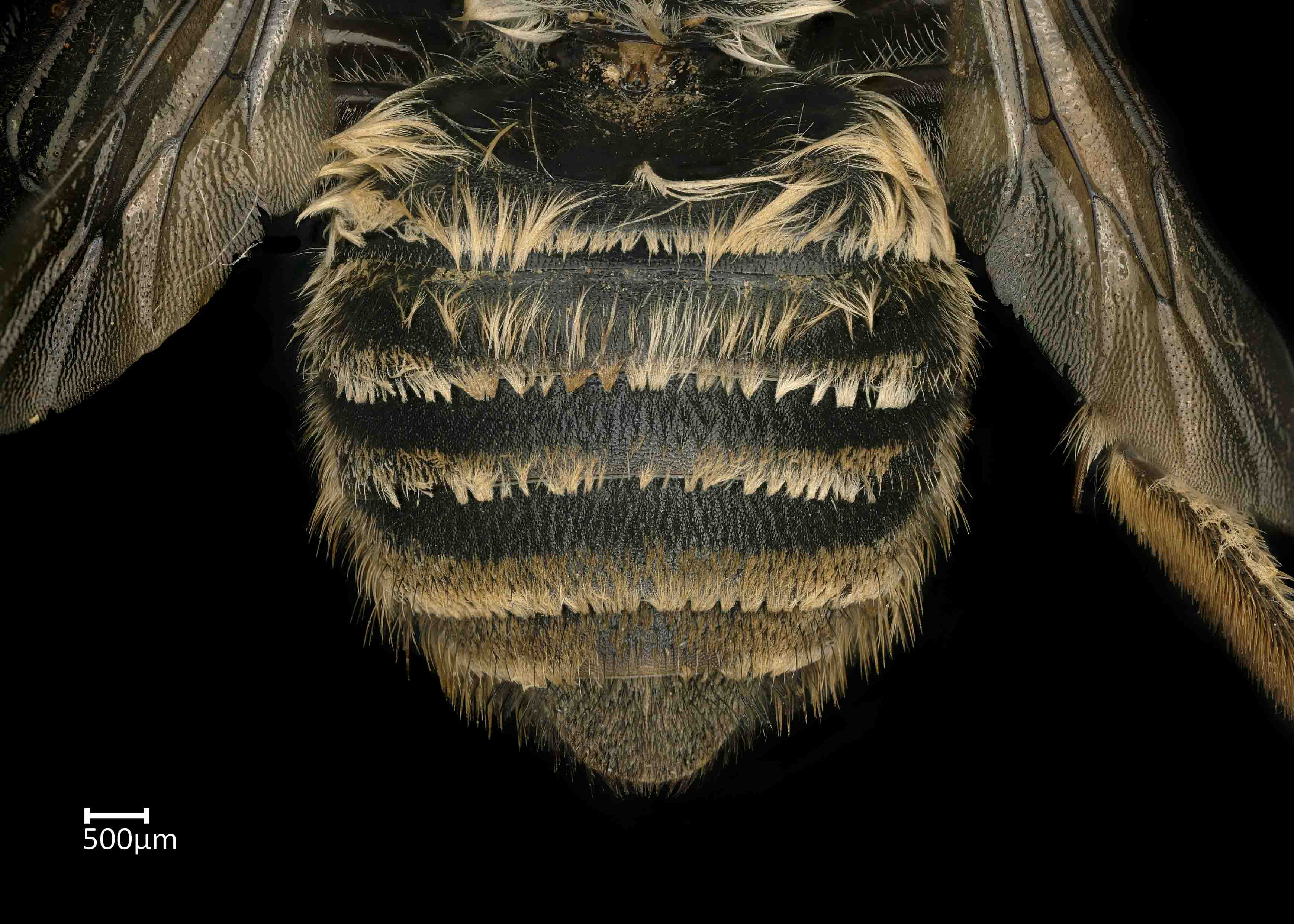 Megachile #40; Leptorachina #41; | Exotic Bee ID