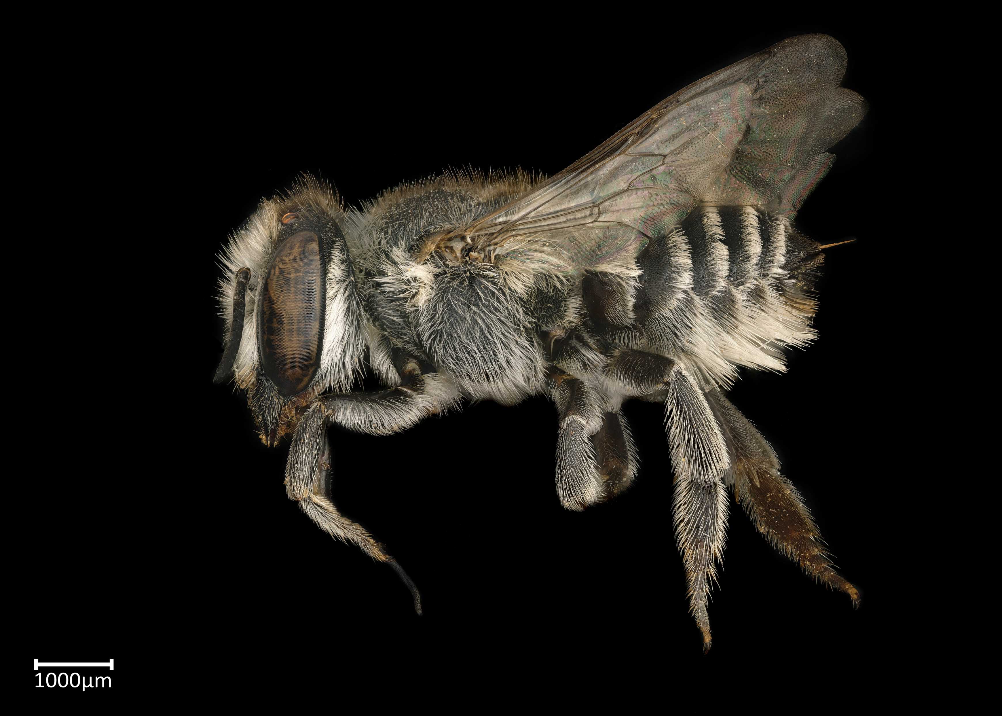 Megachile #40; Eutricharaea #41; | Exotic Bee ID