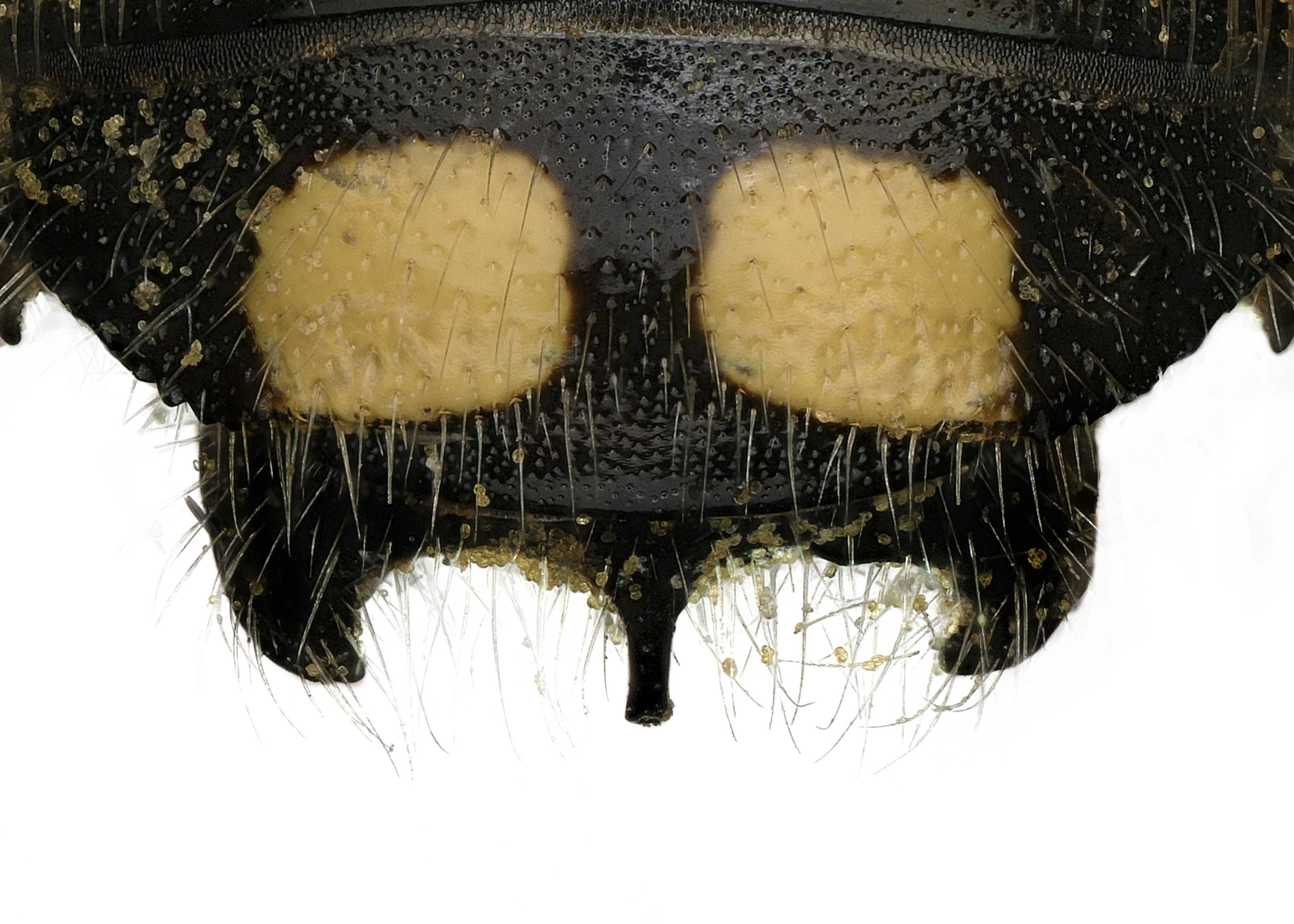 Anthidium palmarum | Exotic Bee ID