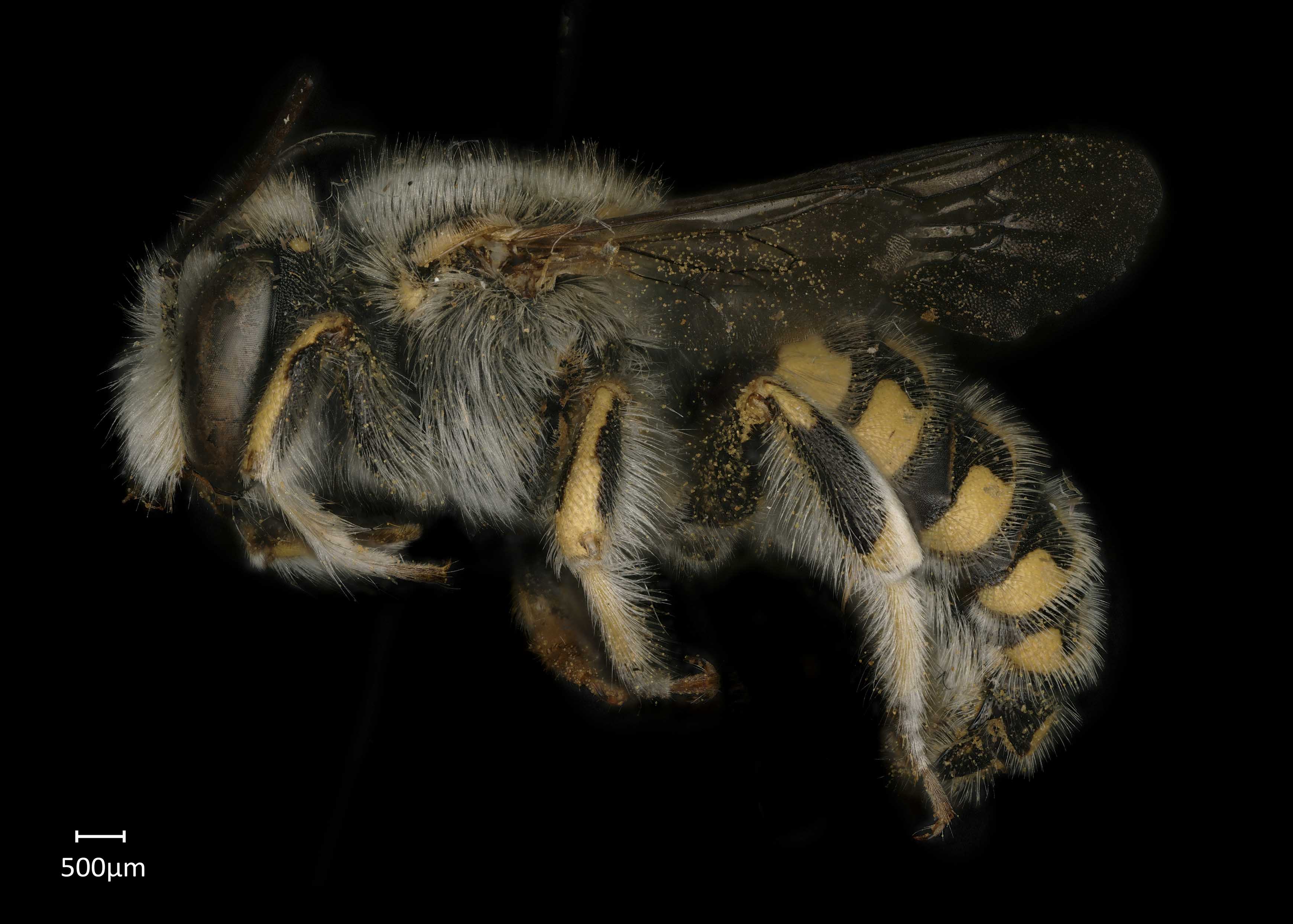 Anthidium palmarum | Exotic Bee ID