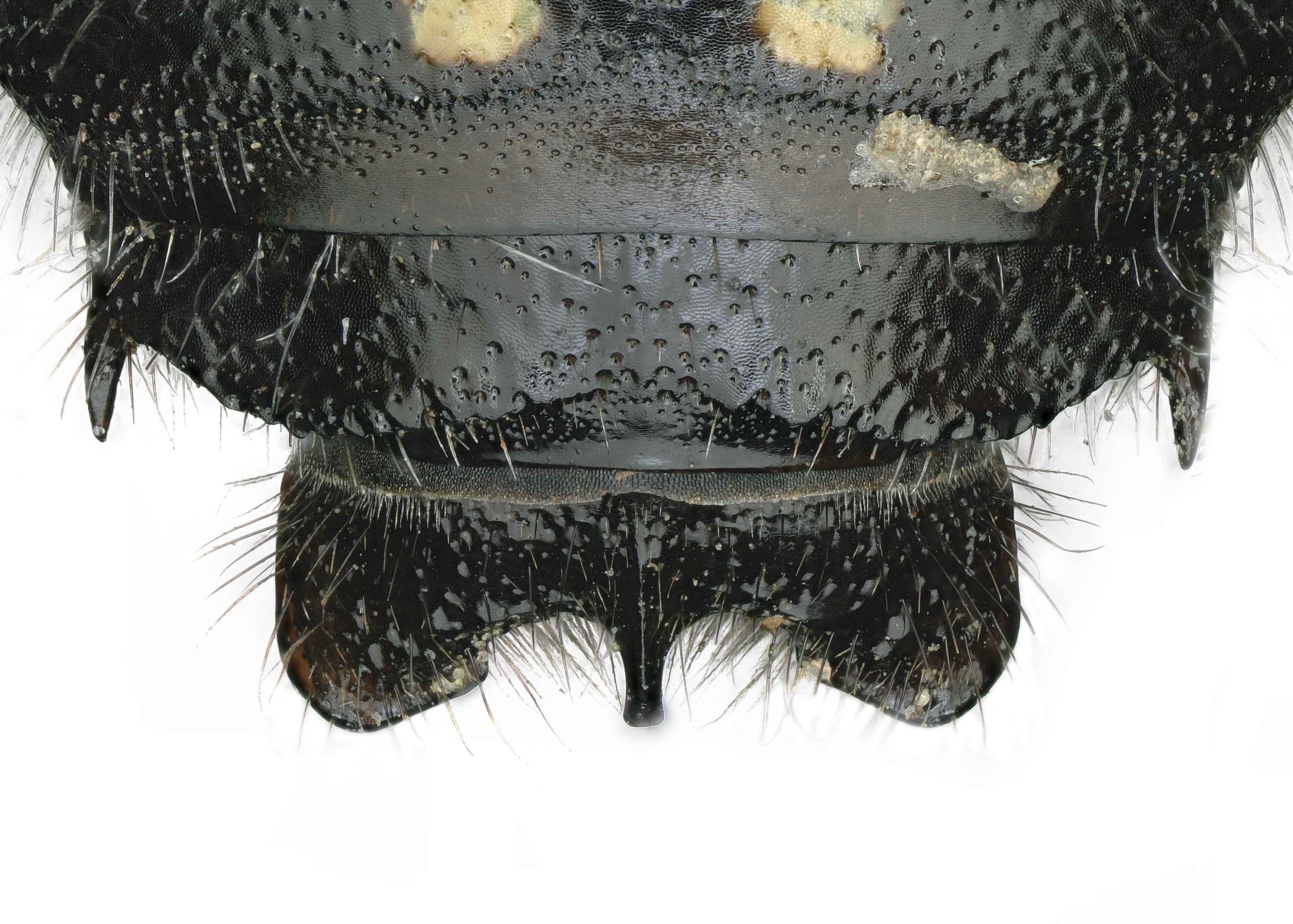 Anthidium atripoides | Exotic Bee ID