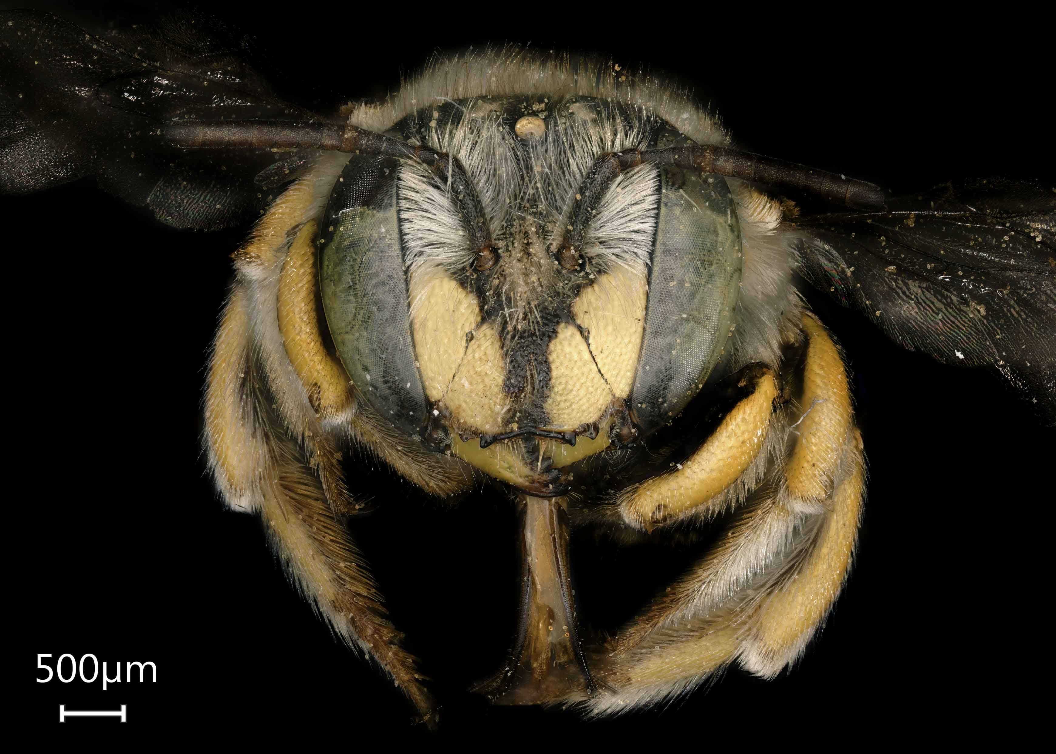 Anthidium edwardsii | Exotic Bee ID
