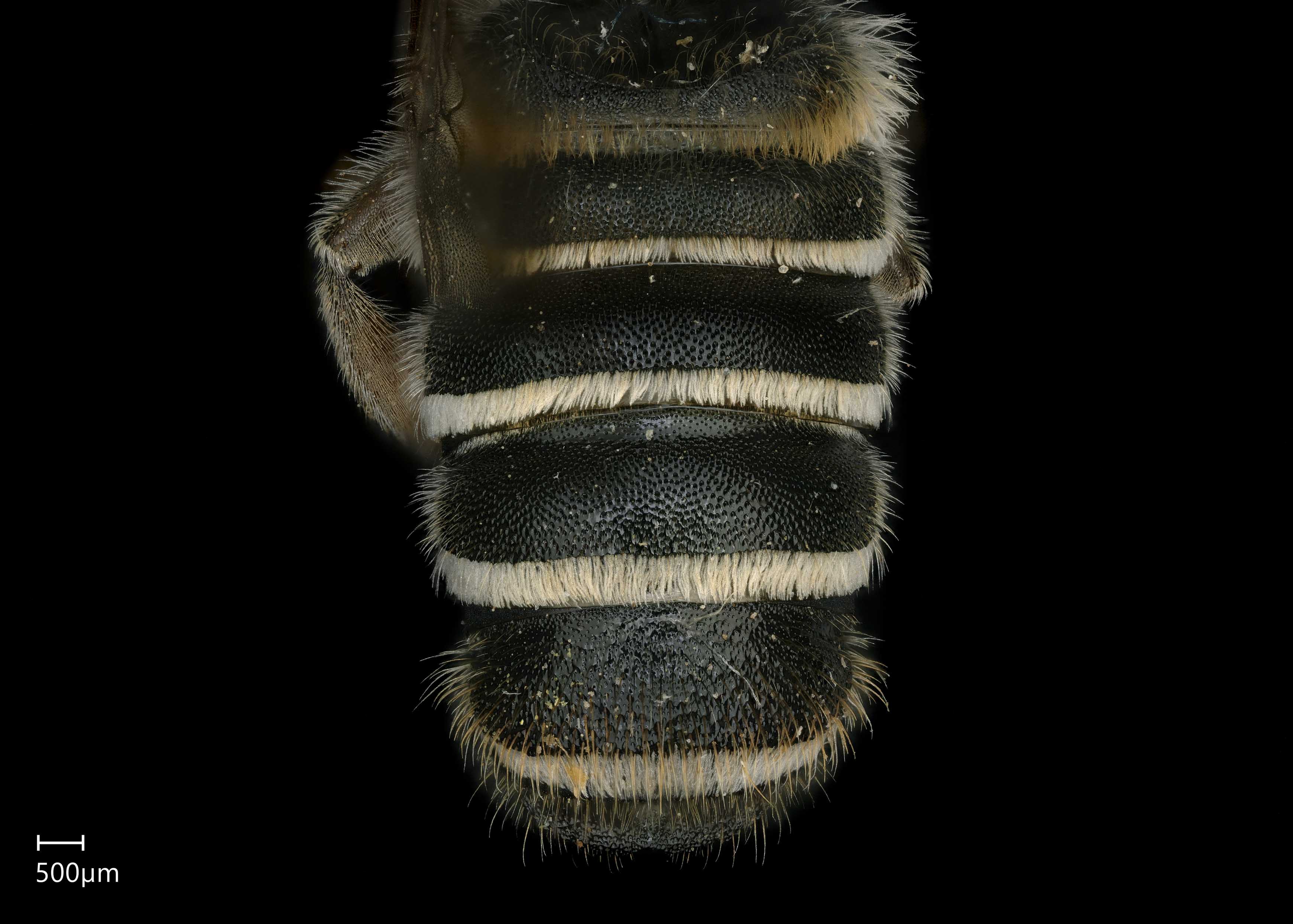 Megachile #40; Sayapis #41; | Exotic Bee ID