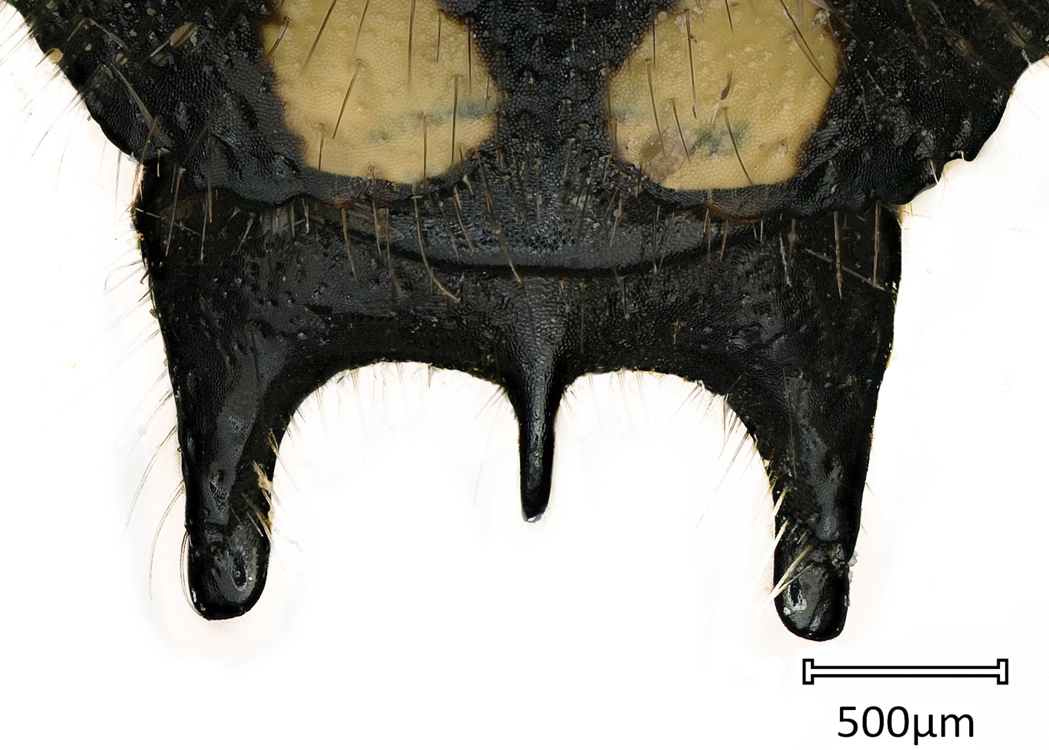 Anthidium maculosum | Exotic Bee ID