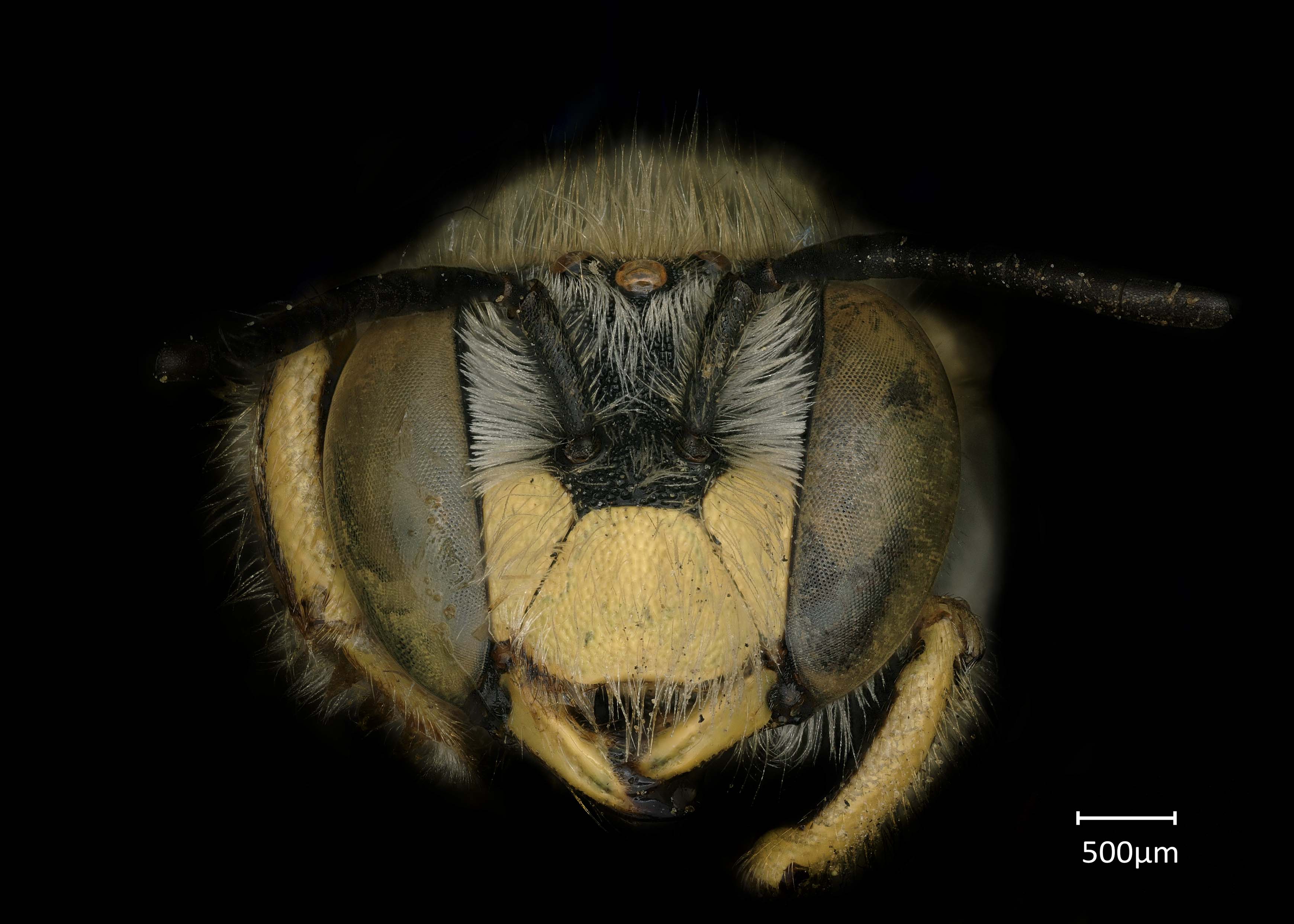 Anthidium mormonum | Exotic Bee ID