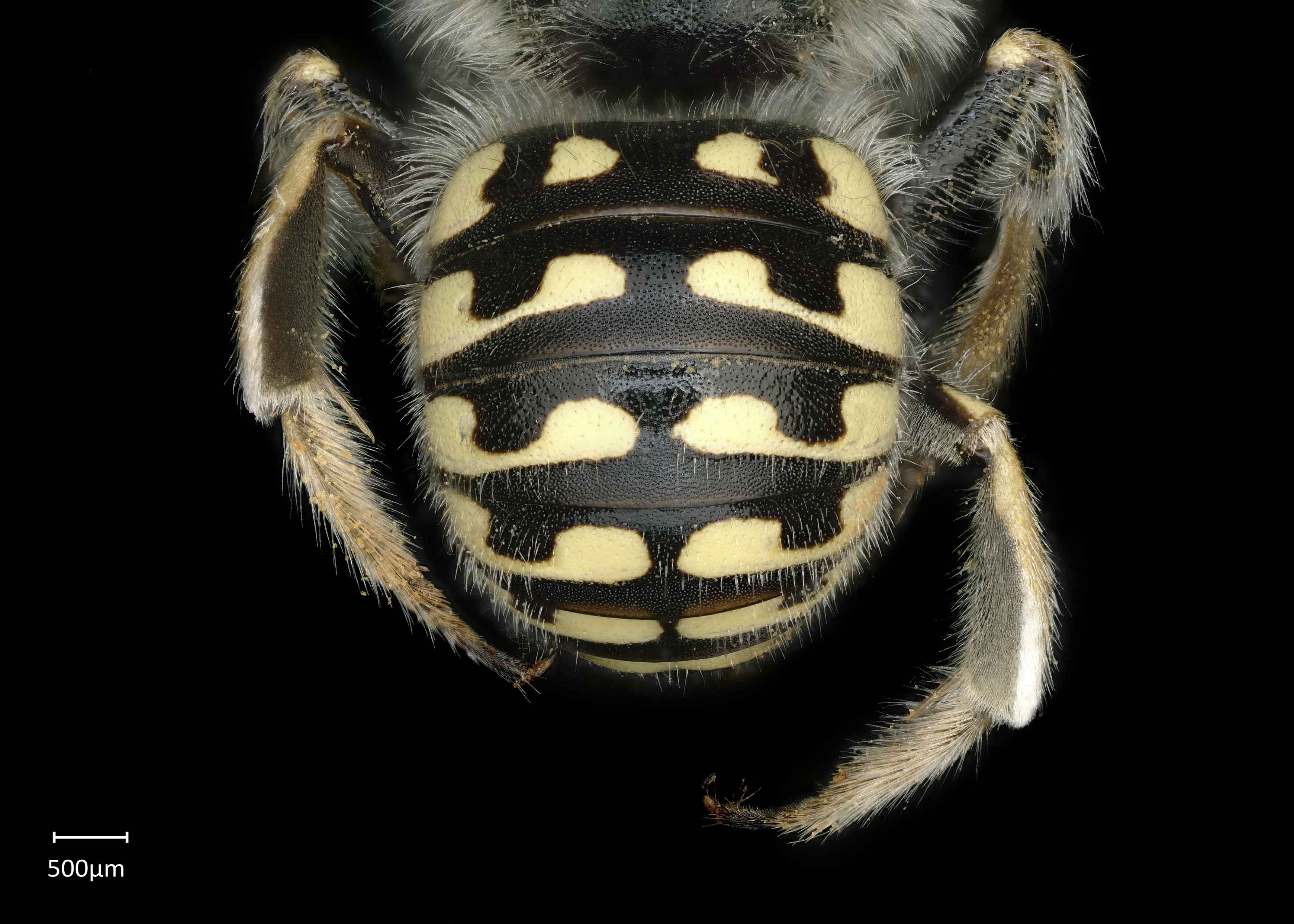 Anthidium labergei | Exotic Bee ID
