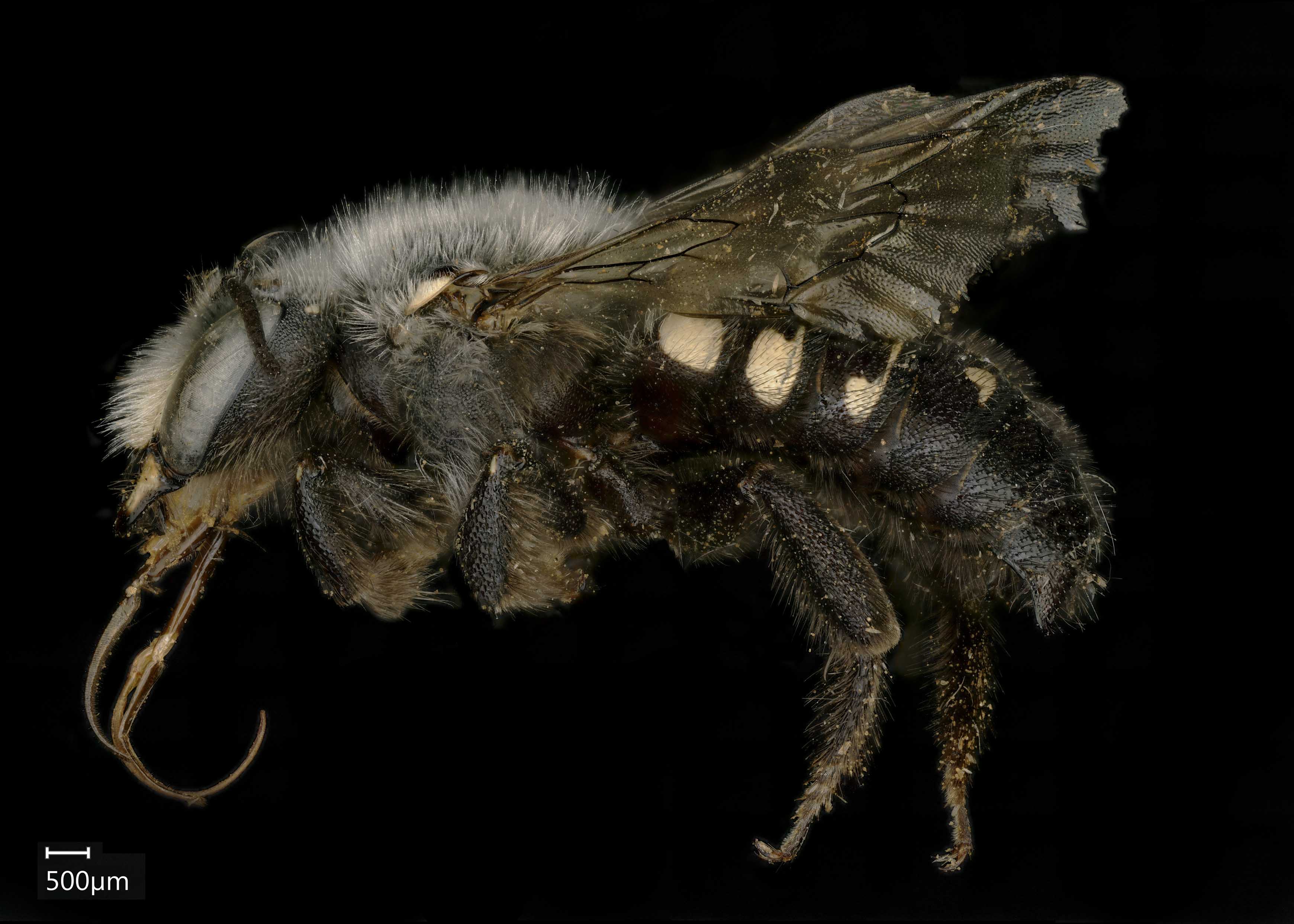 Anthidium atripes | Exotic Bee ID