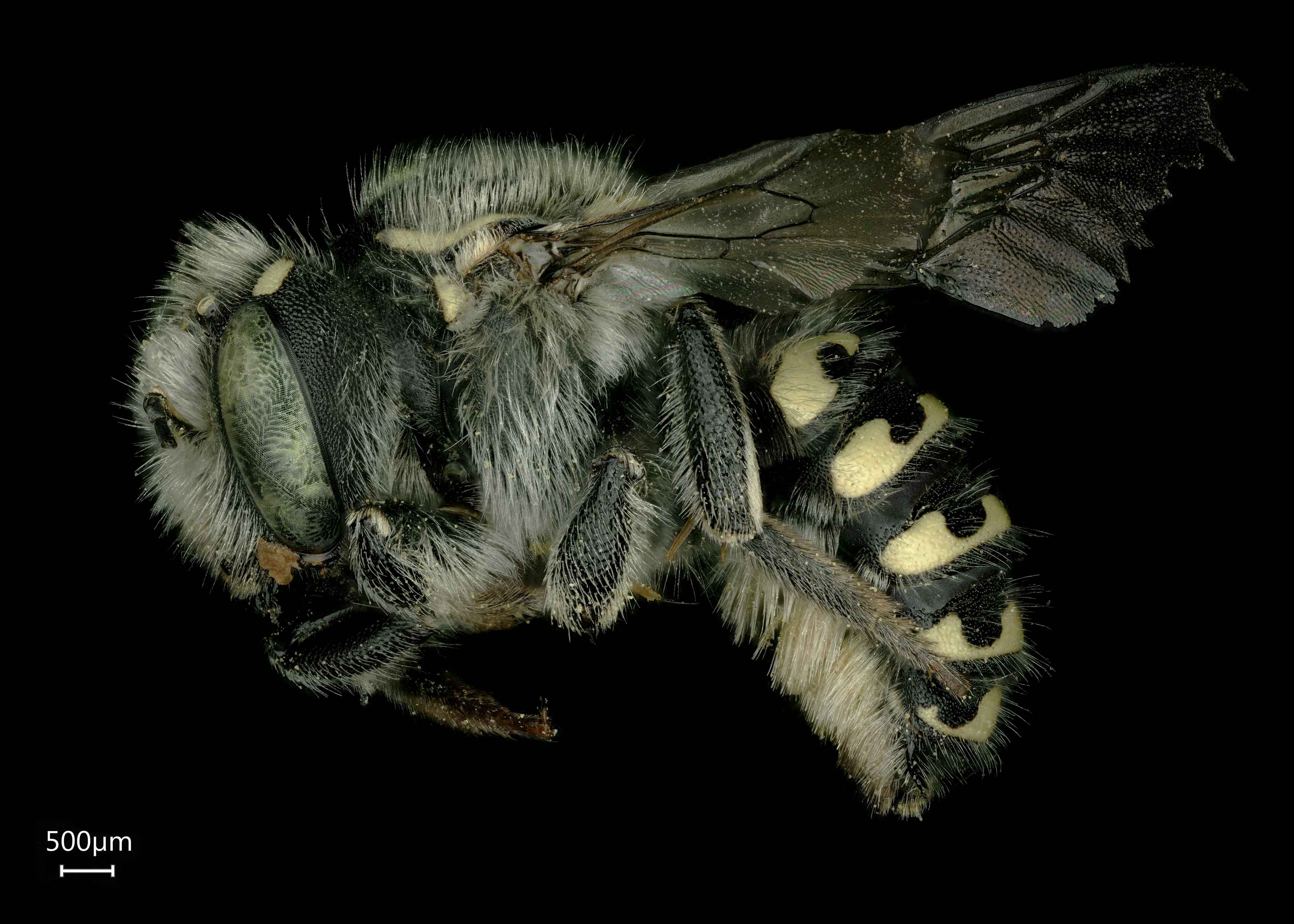 Anthidium clypeodentatum | Exotic Bee ID