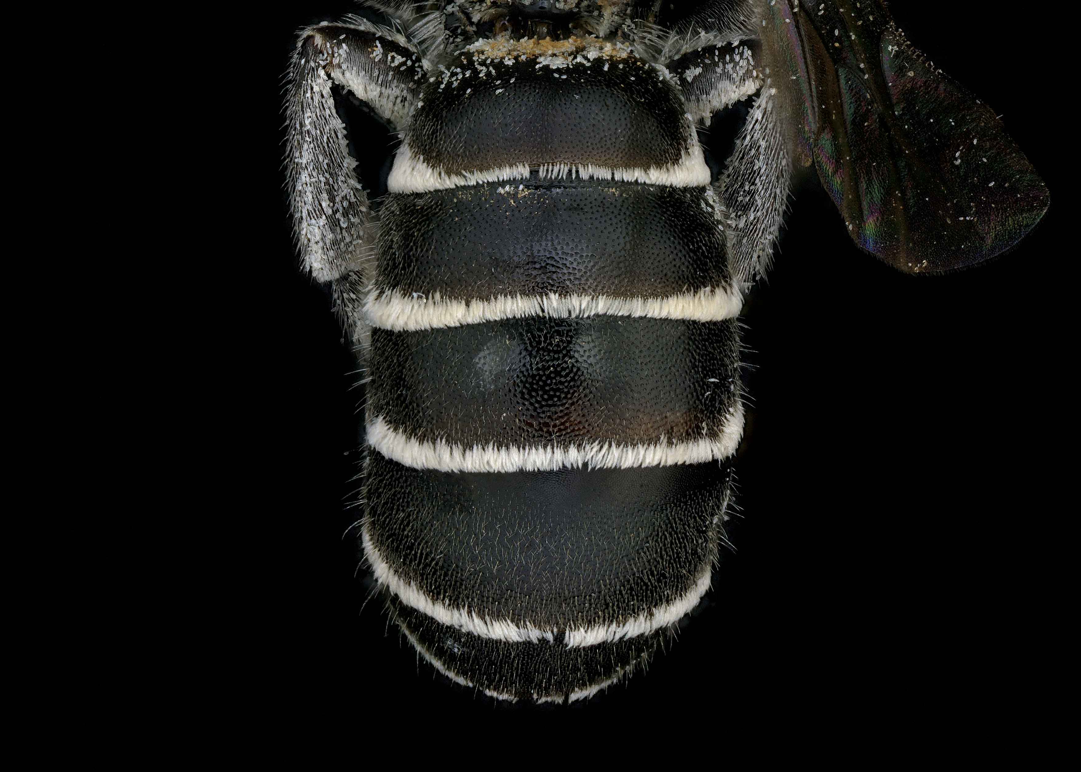 Chelostoma | Exotic Bee ID