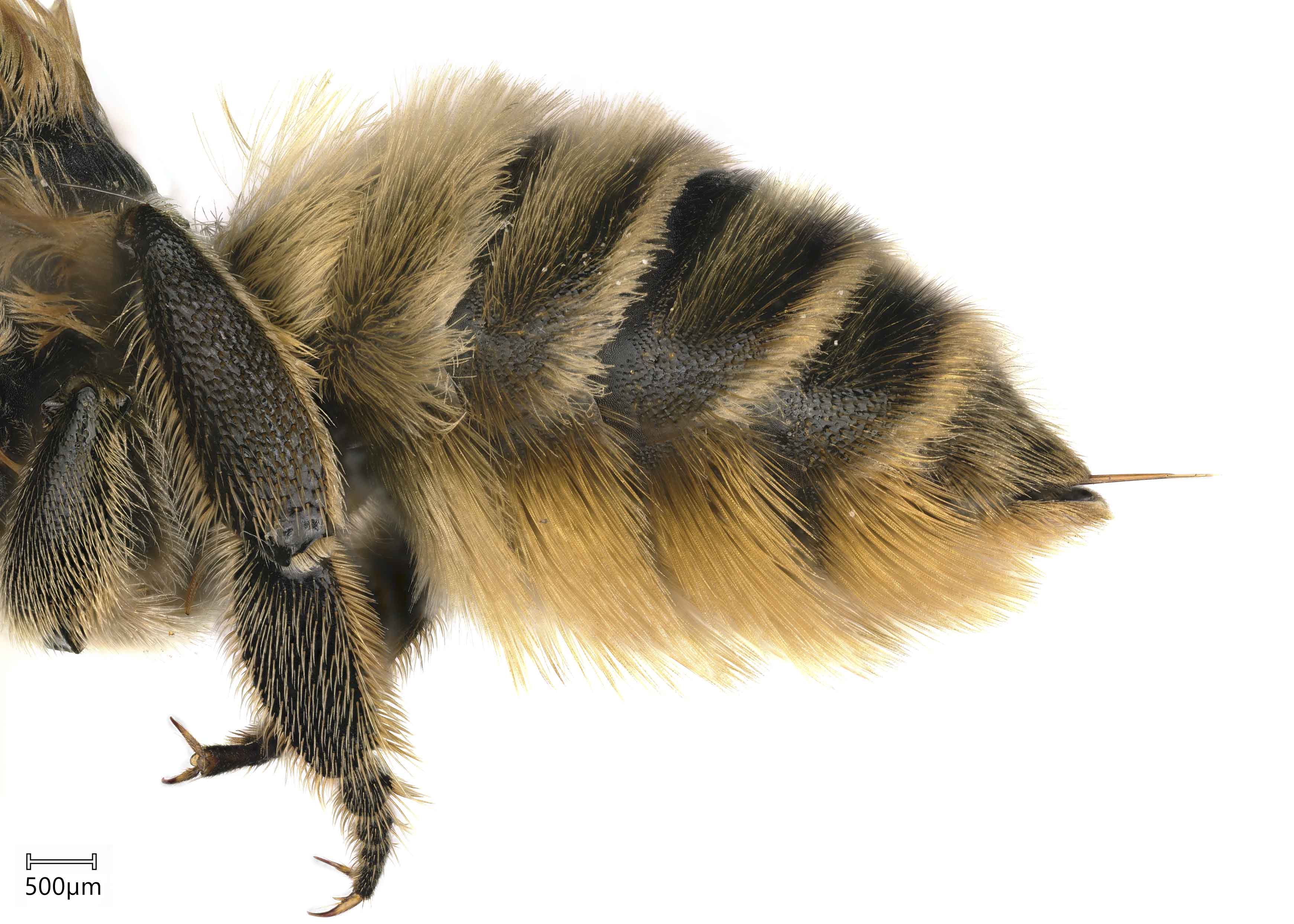 Megachile #40; Xanthosarus #41; | Exotic Bee ID