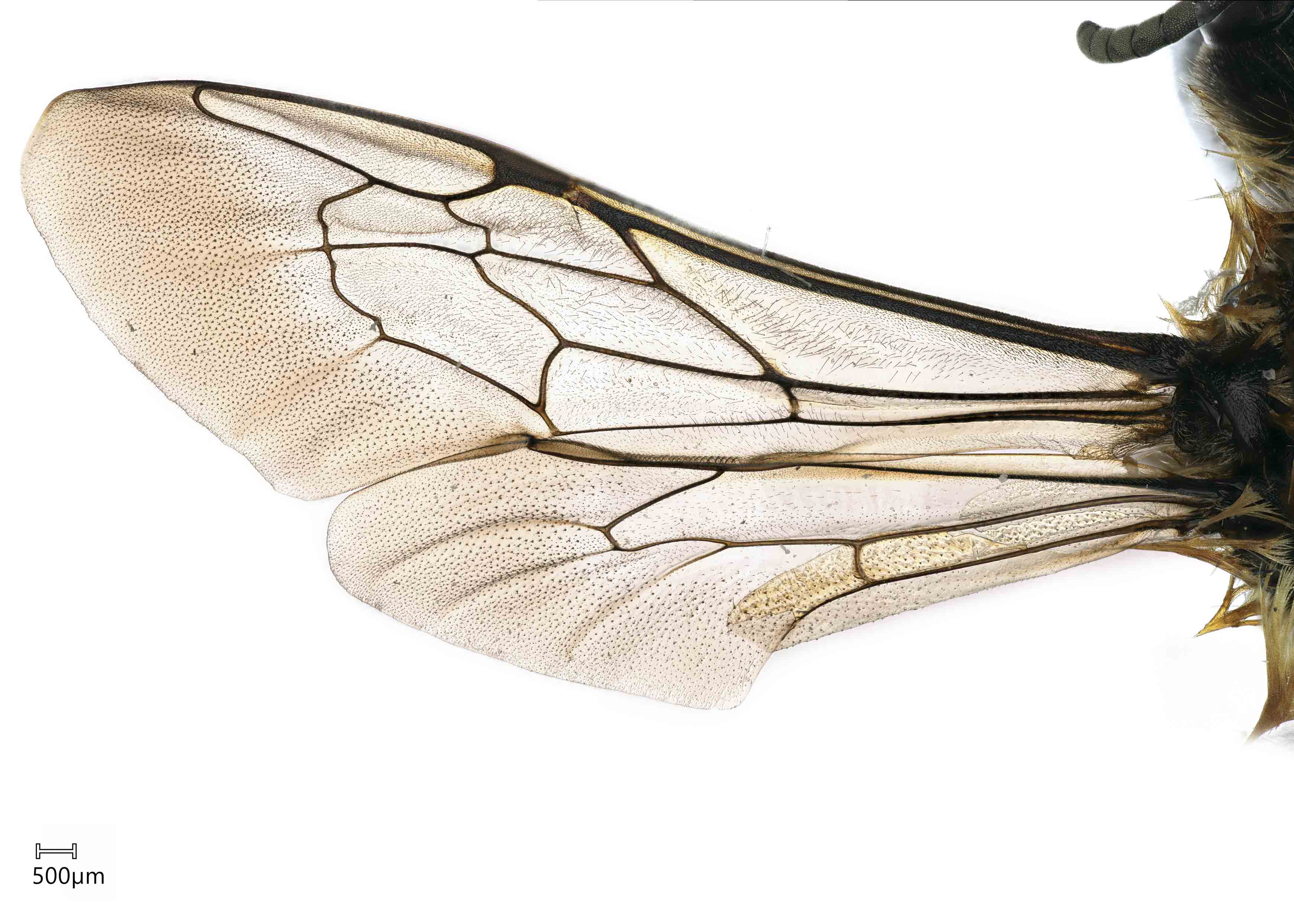 Megachile #40; Xanthosarus #41; | Exotic Bee ID