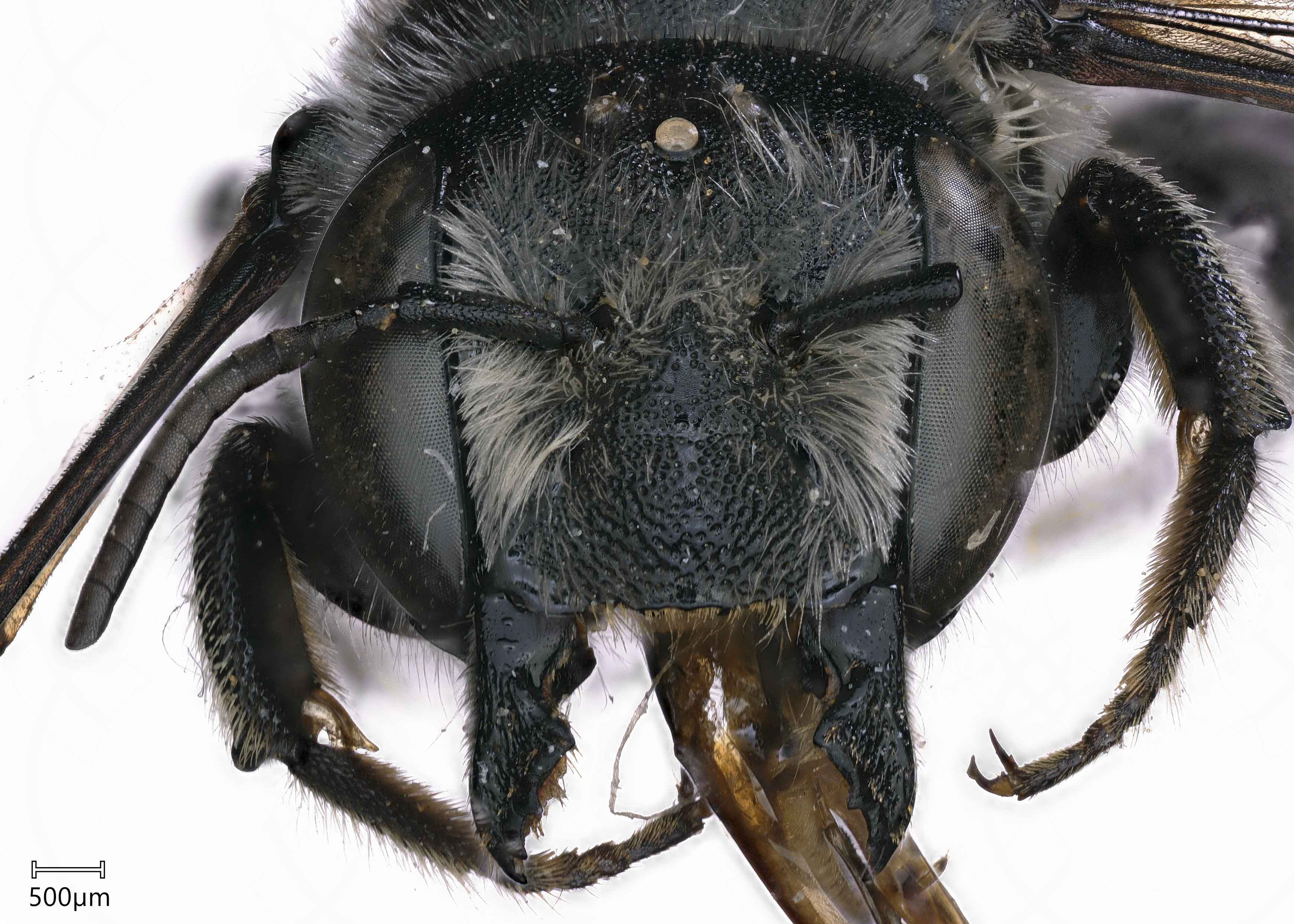 Megachile #40; Megachile #41; | Exotic Bee ID