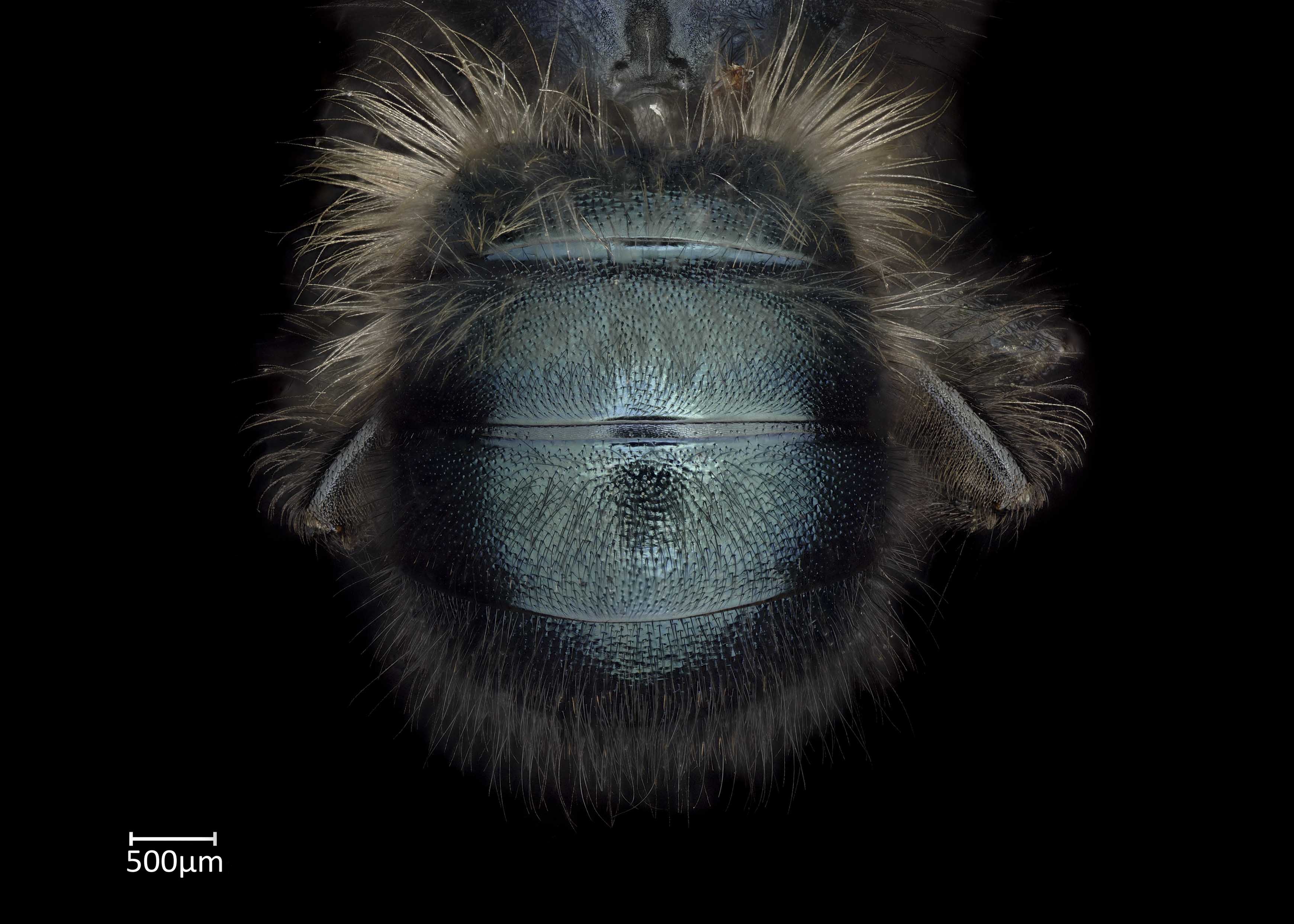 Osmia lignaria | Exotic Bee ID