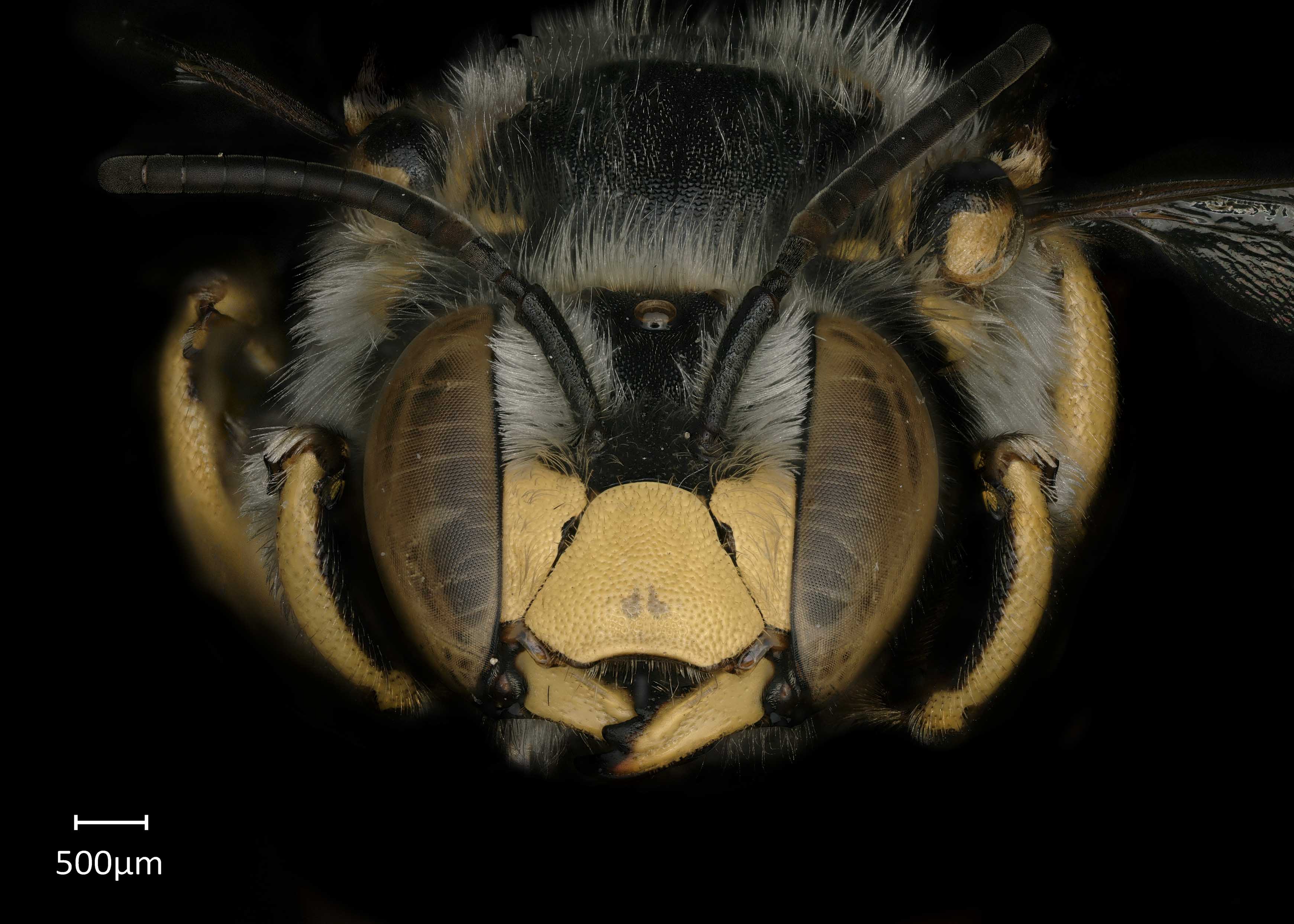 Anthidium placitum | Exotic Bee ID