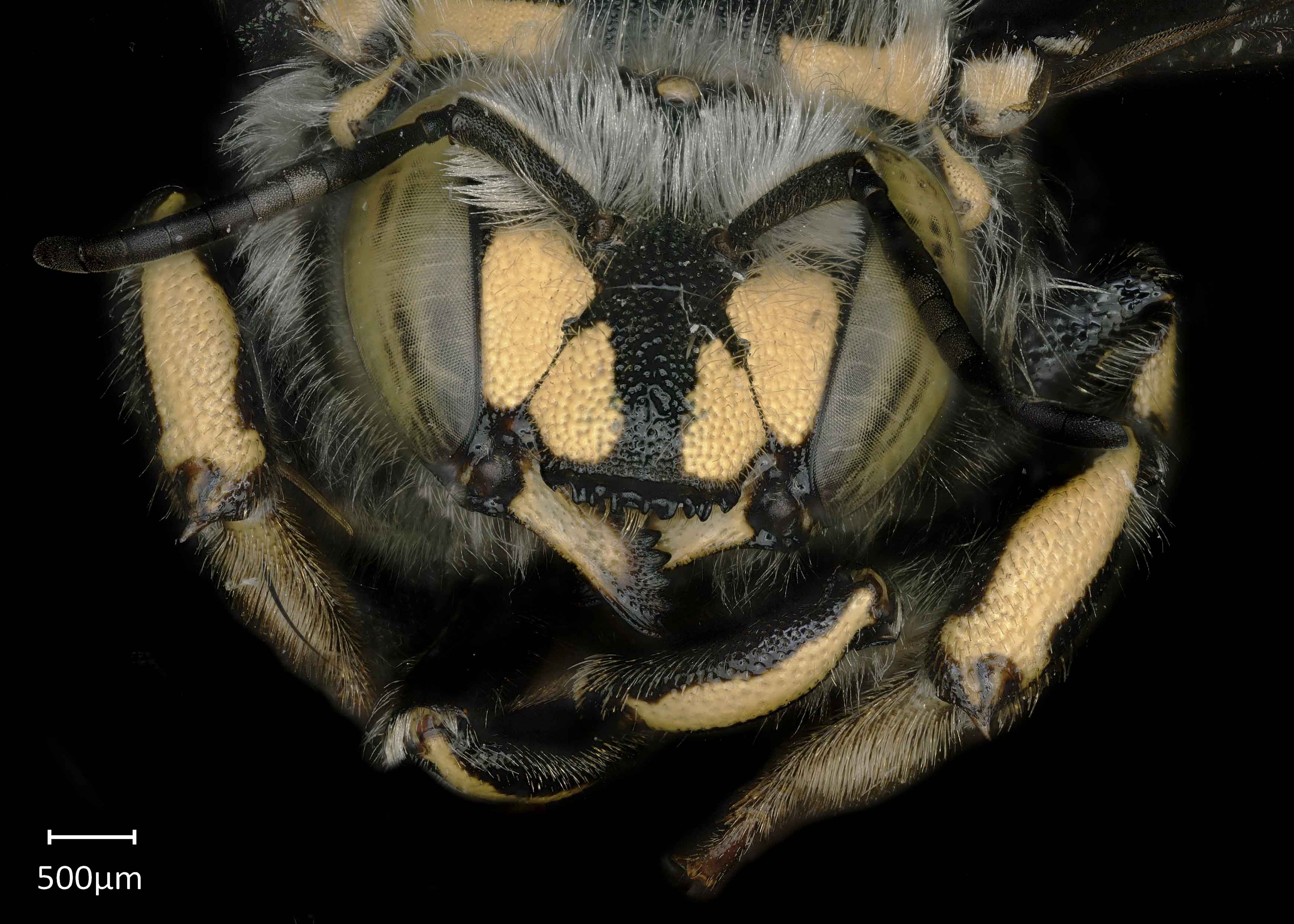 Anthidium clypeodentatum | Exotic Bee ID