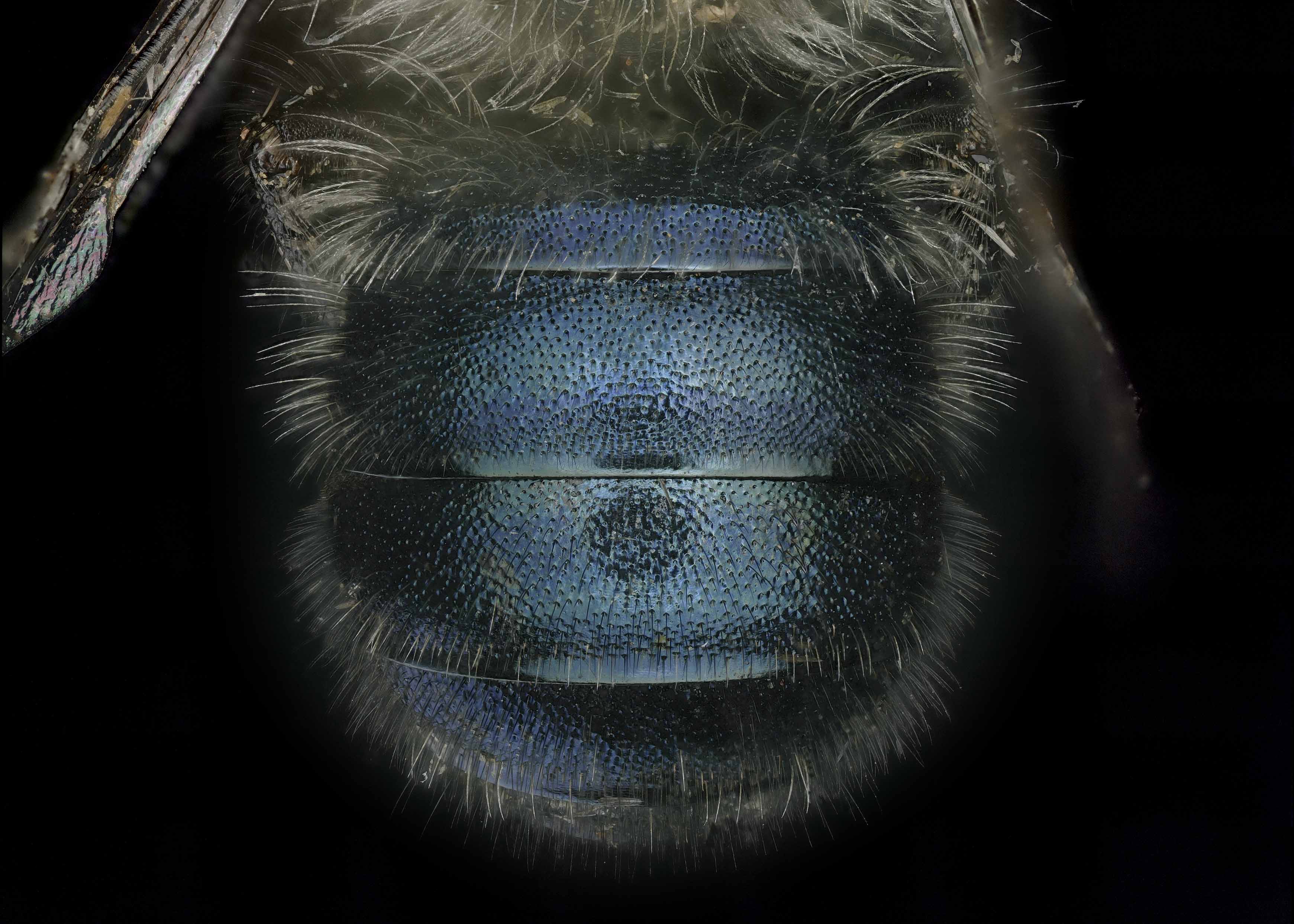 Osmia #40; Cephalosmia #41; | Exotic Bee ID