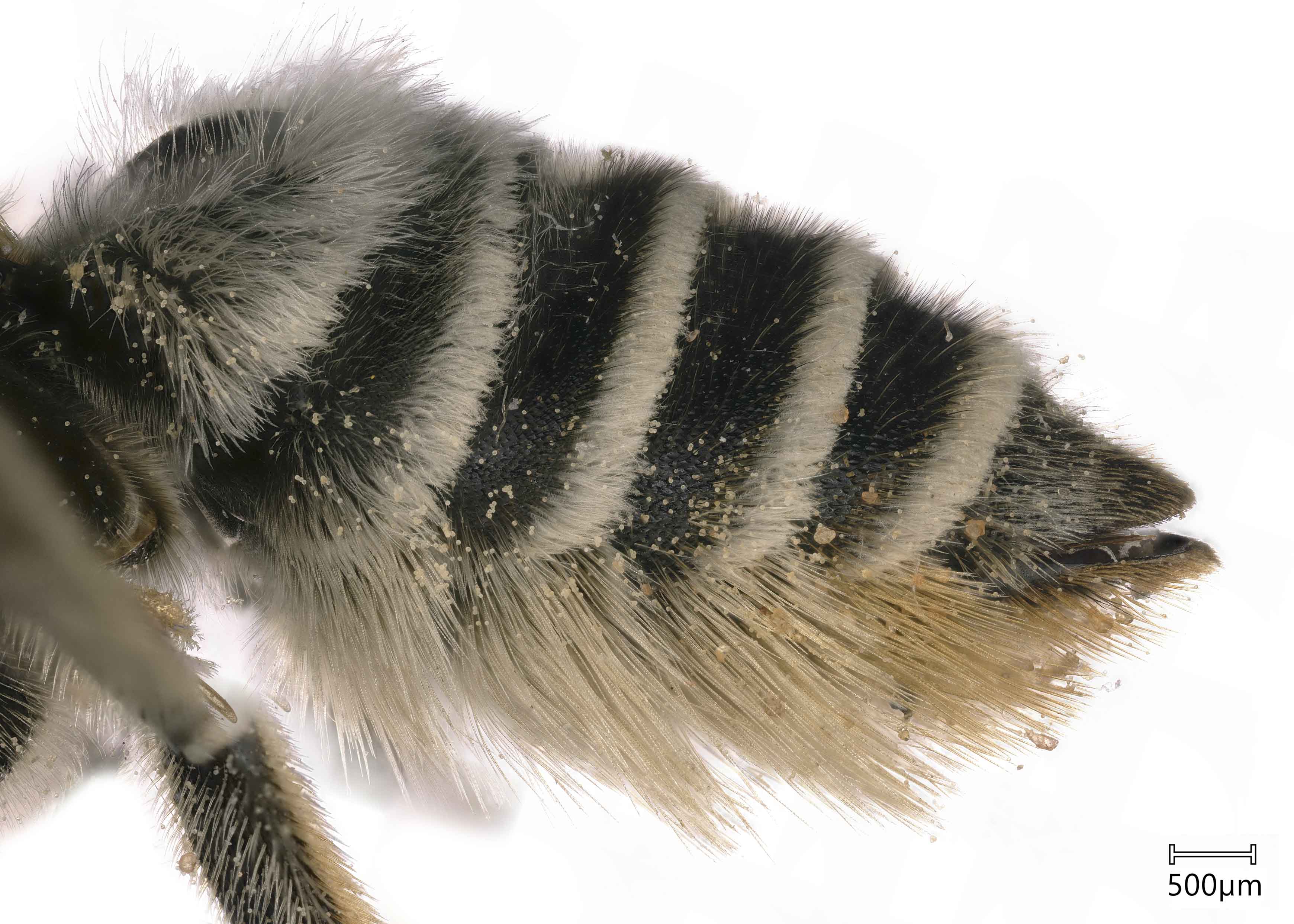 Megachile #40; Xanthosarus #41; | Exotic Bee ID