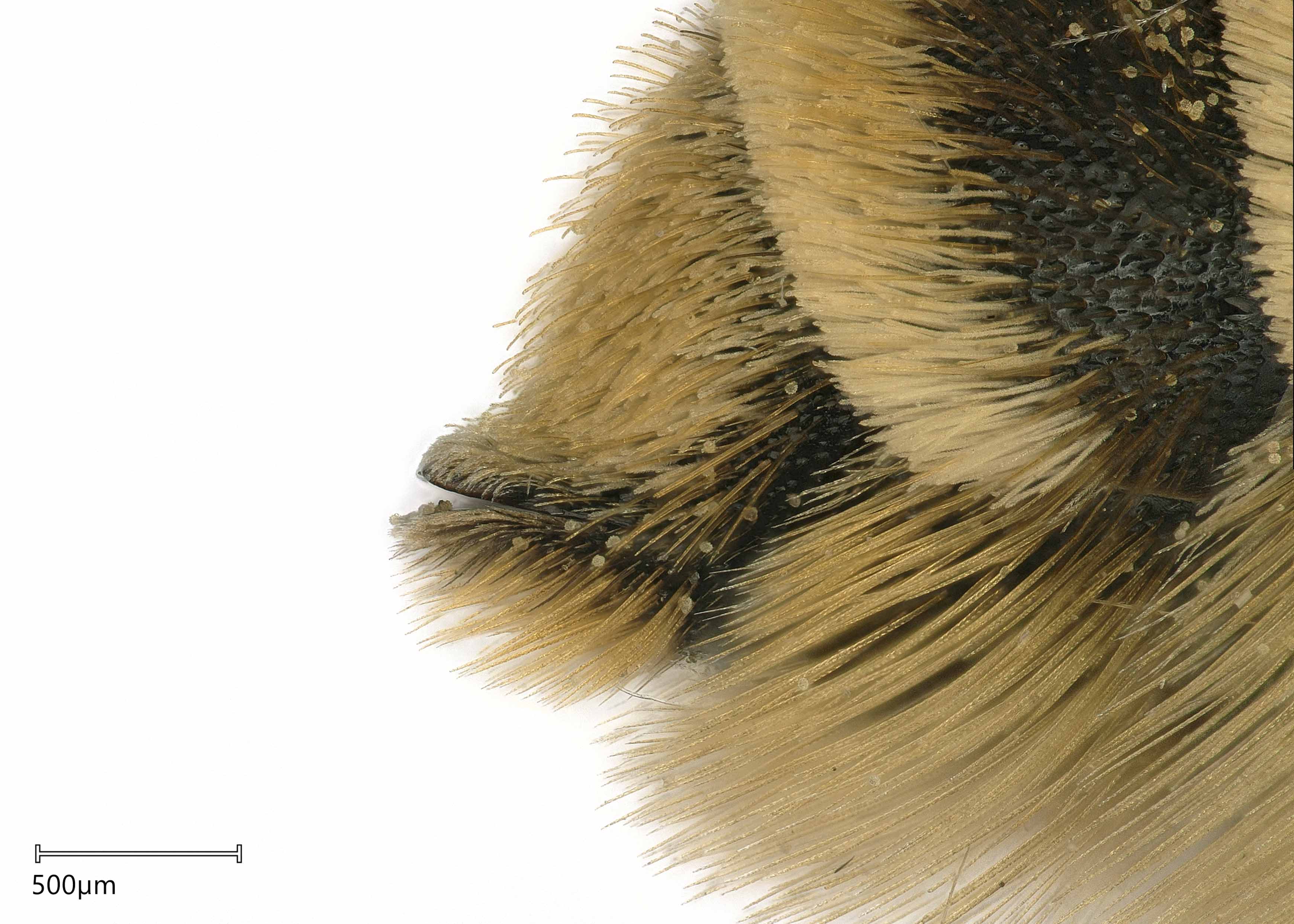 Megachile #40; Sayapis #41; | Exotic Bee ID