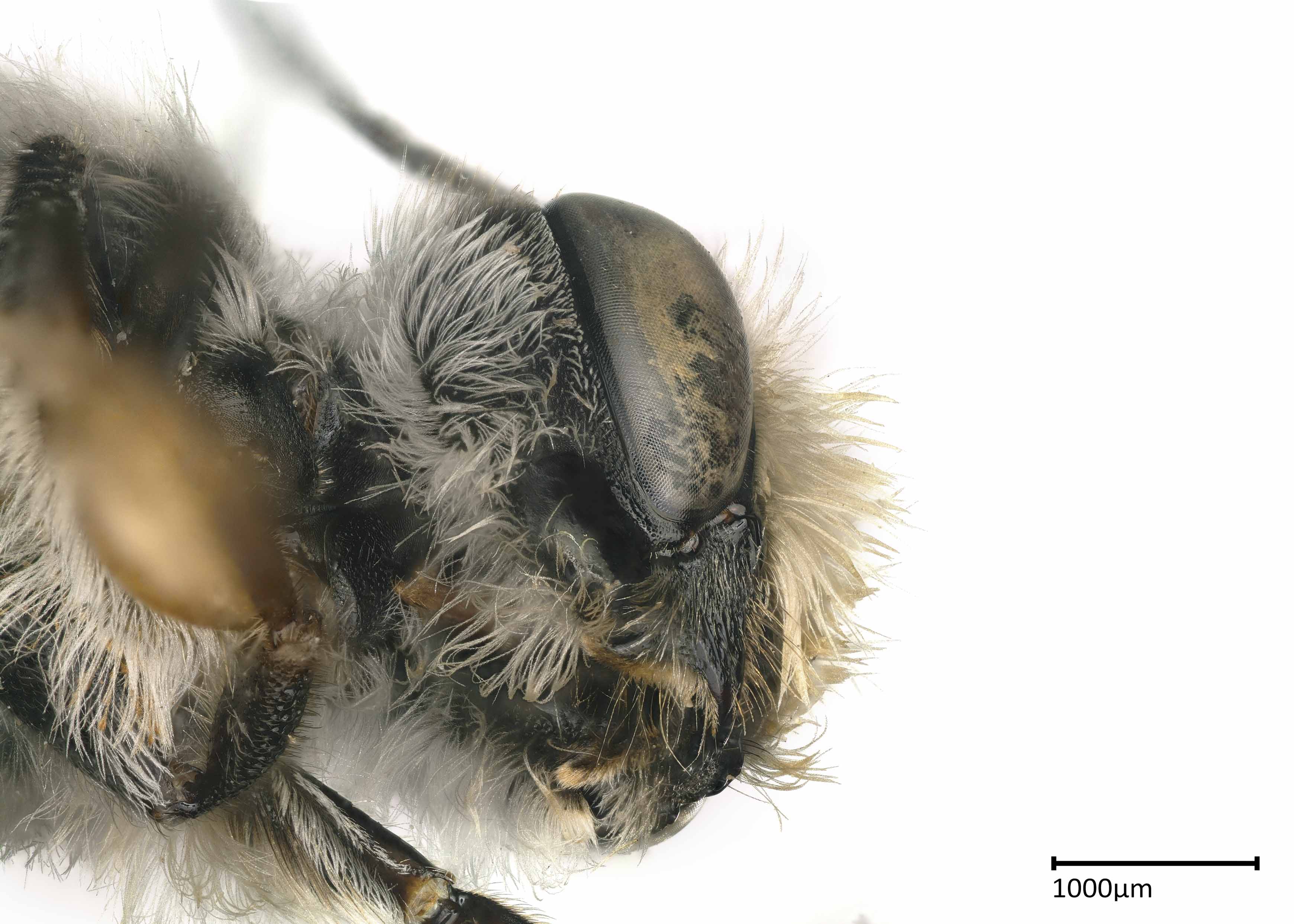 Megachile #40; Sayapis #41; | Exotic Bee ID