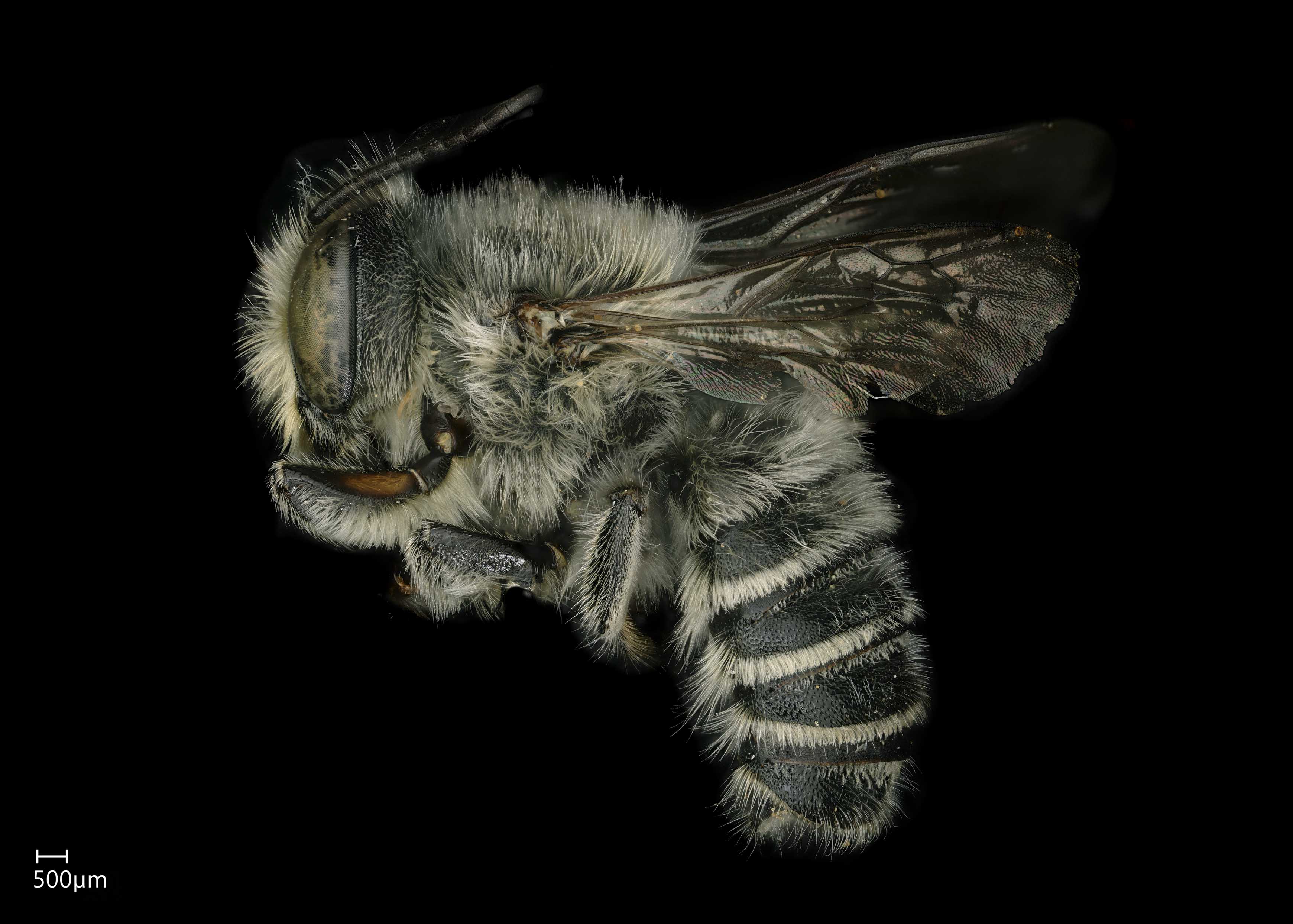 Megachile #40; Litomegachile #41; | Exotic Bee ID