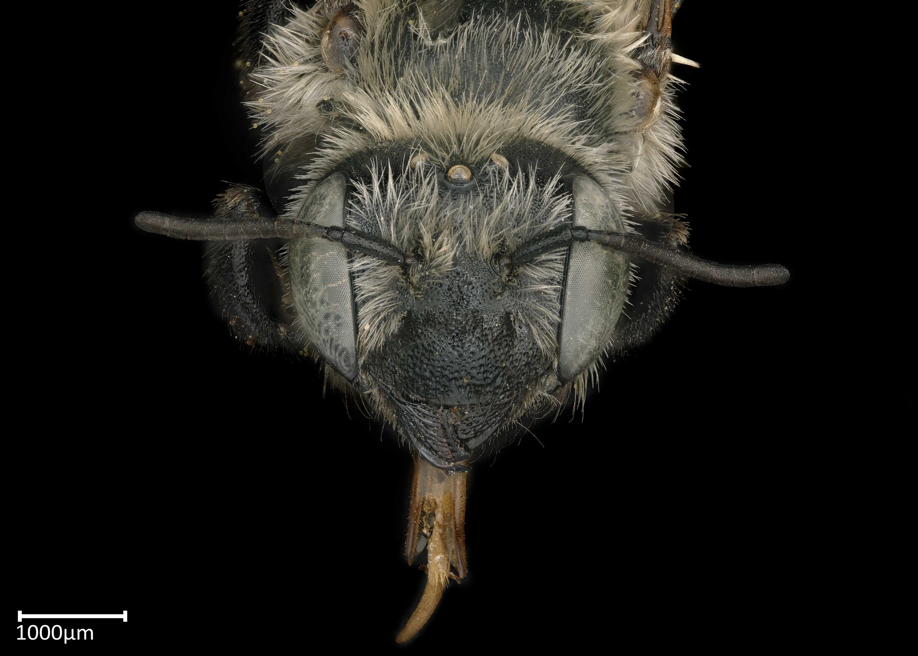 Megachile #40; Megachiloides #41; | Exotic Bee ID