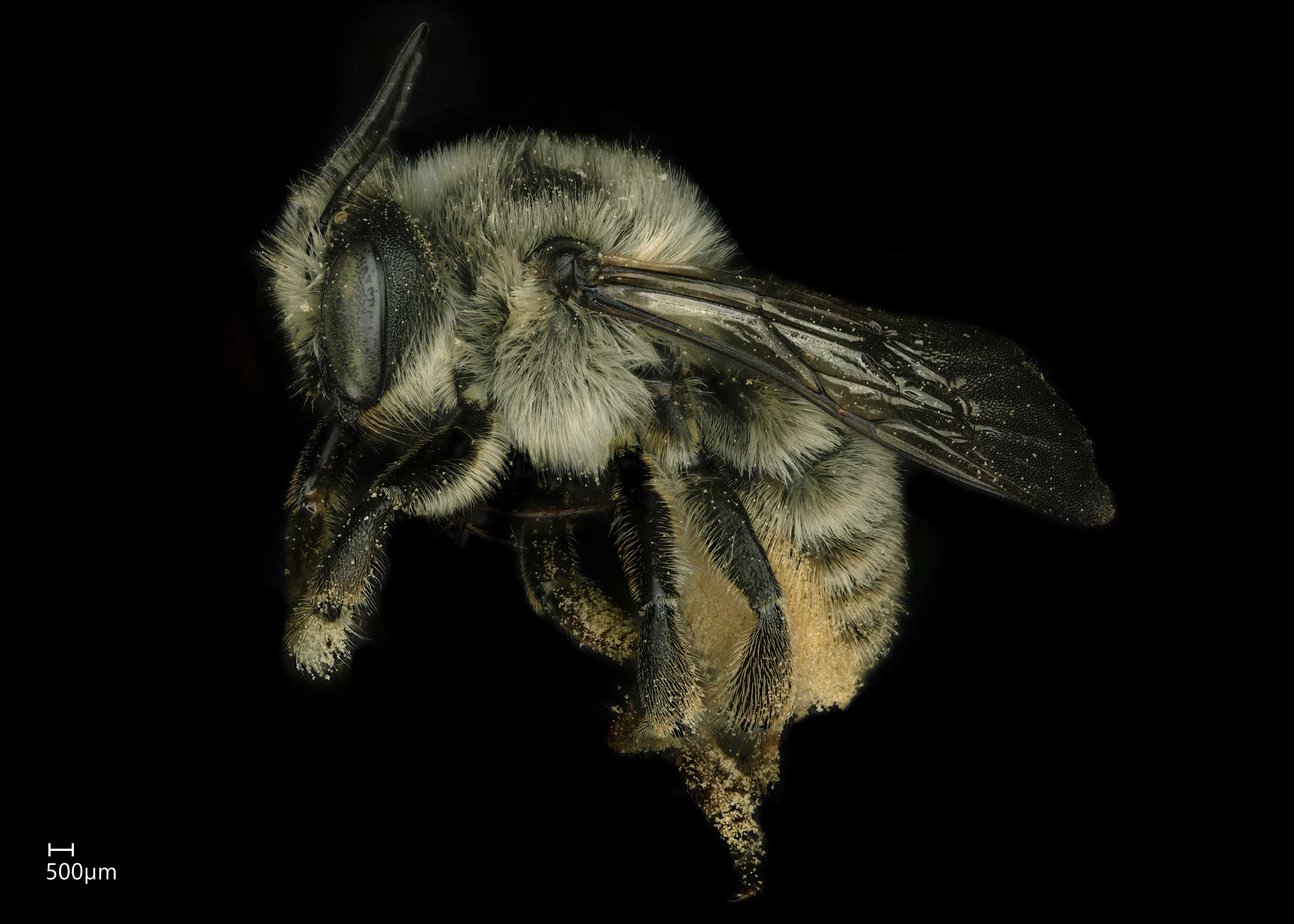 Megachile #40; Xanthosarus #41; | Exotic Bee ID