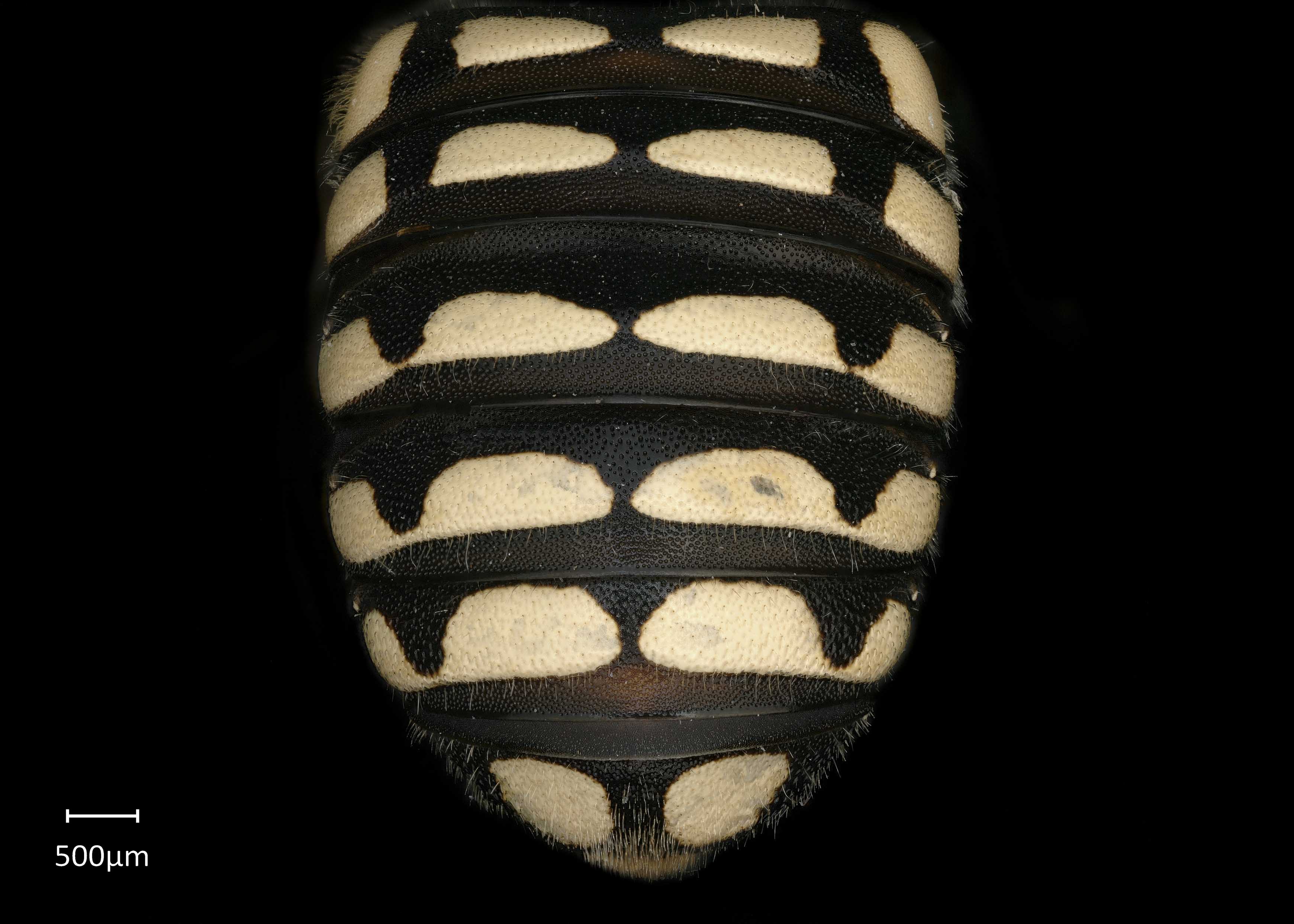 Anthidium porterae | Exotic Bee ID