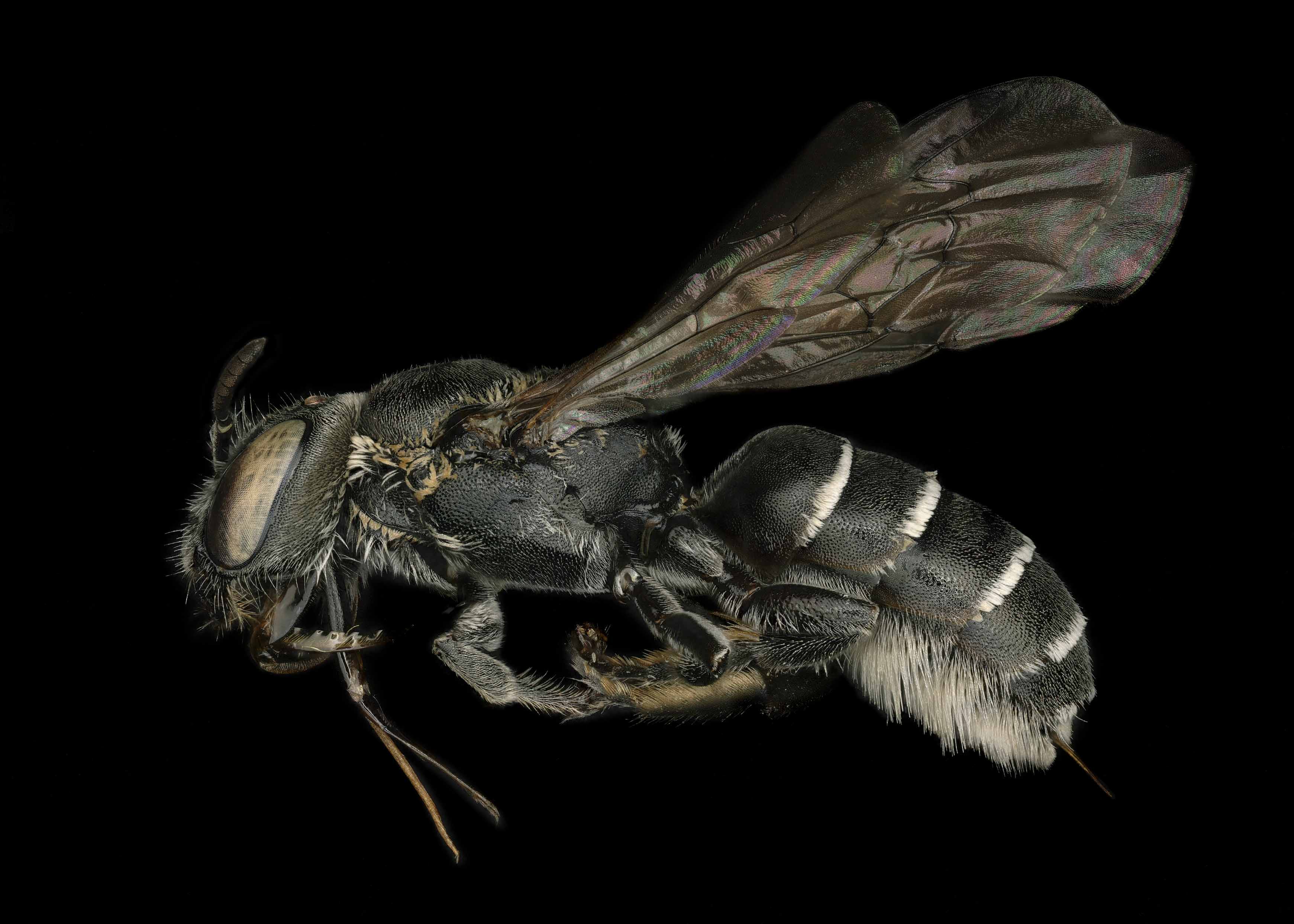 Chelostoma | Exotic Bee ID