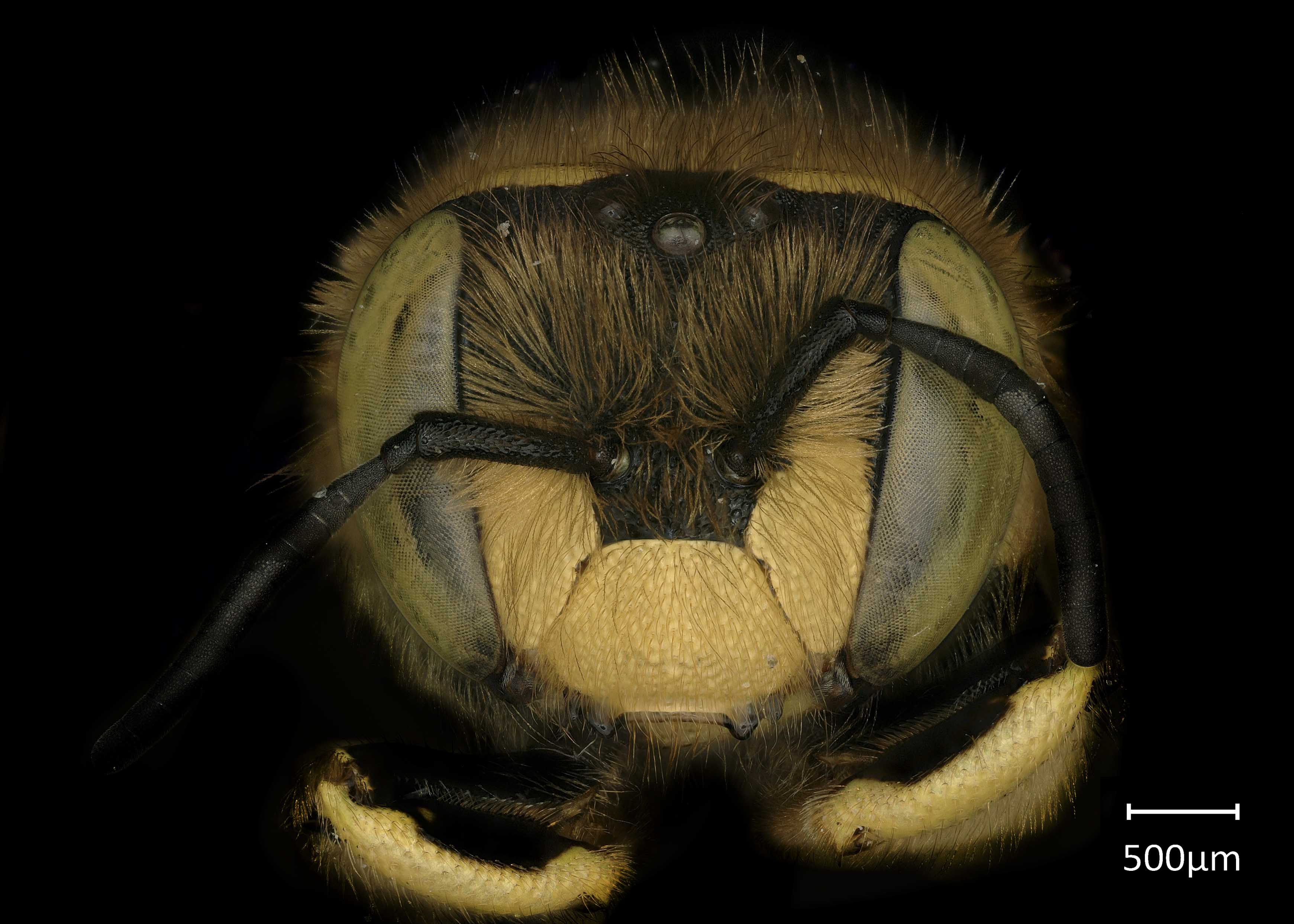 Anthidium mormonum | Exotic Bee ID