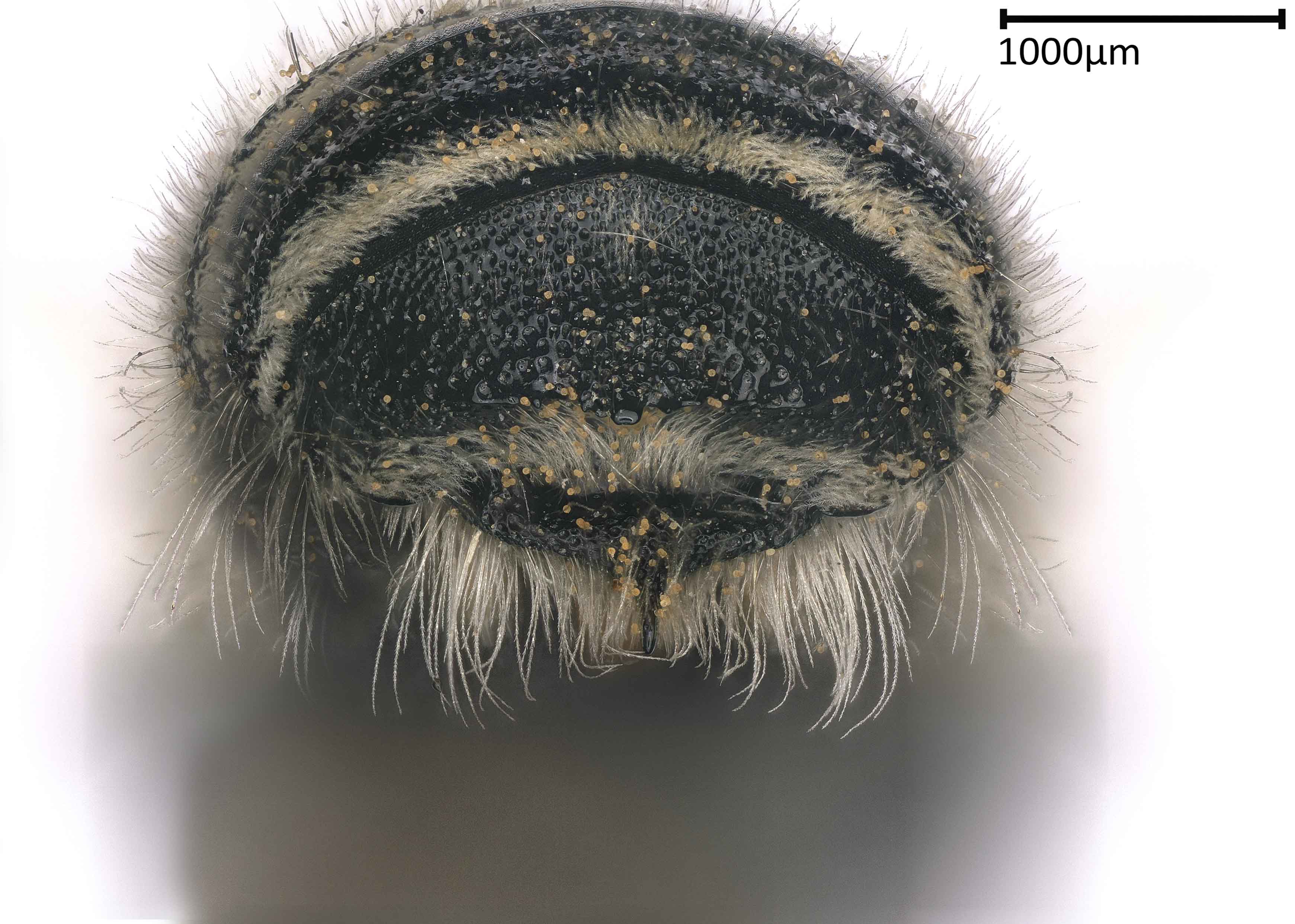 Megachile #40; Megachiloides #41; | Exotic Bee ID