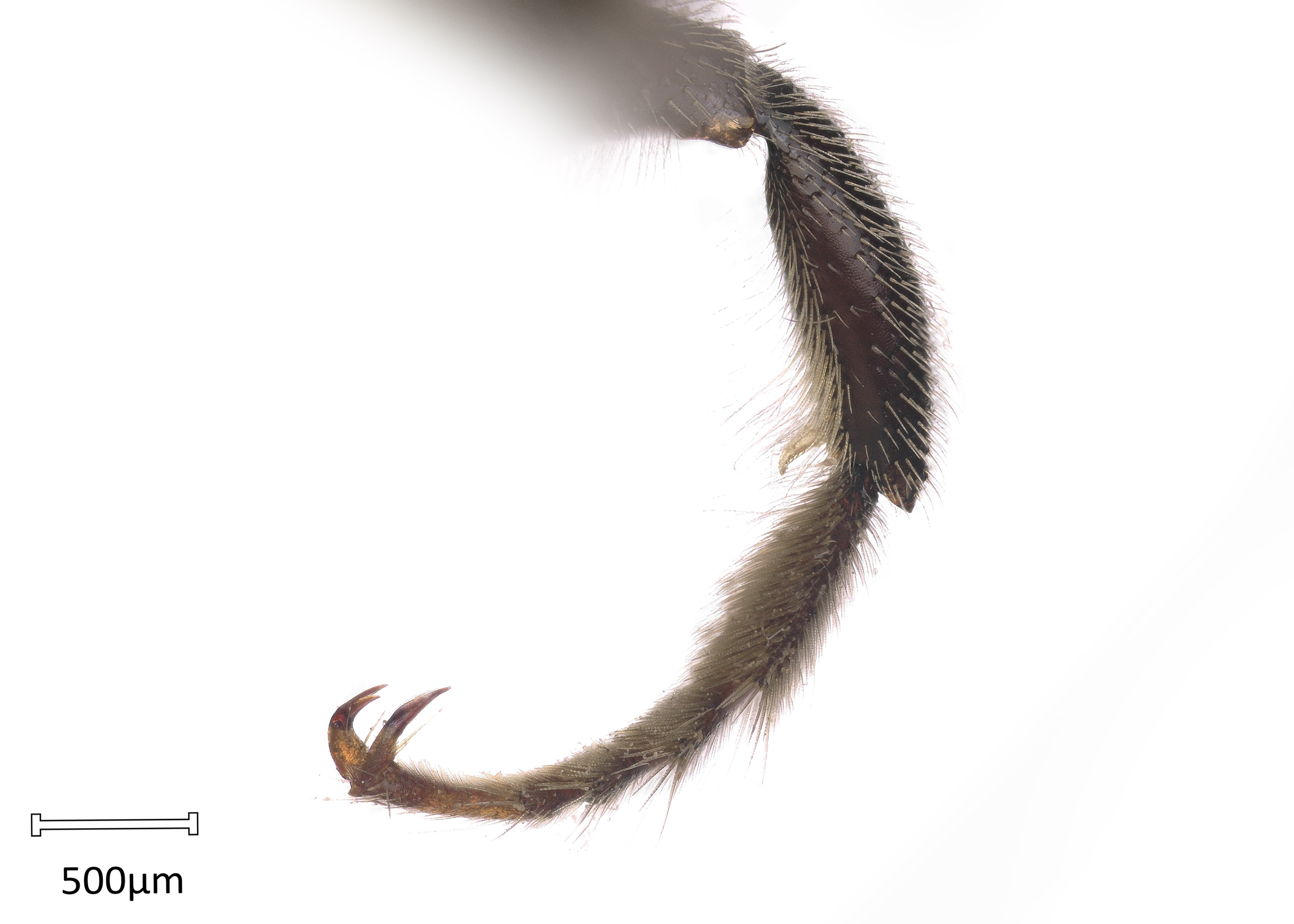 Megachile (Leptorachis) | Exotic Bee ID