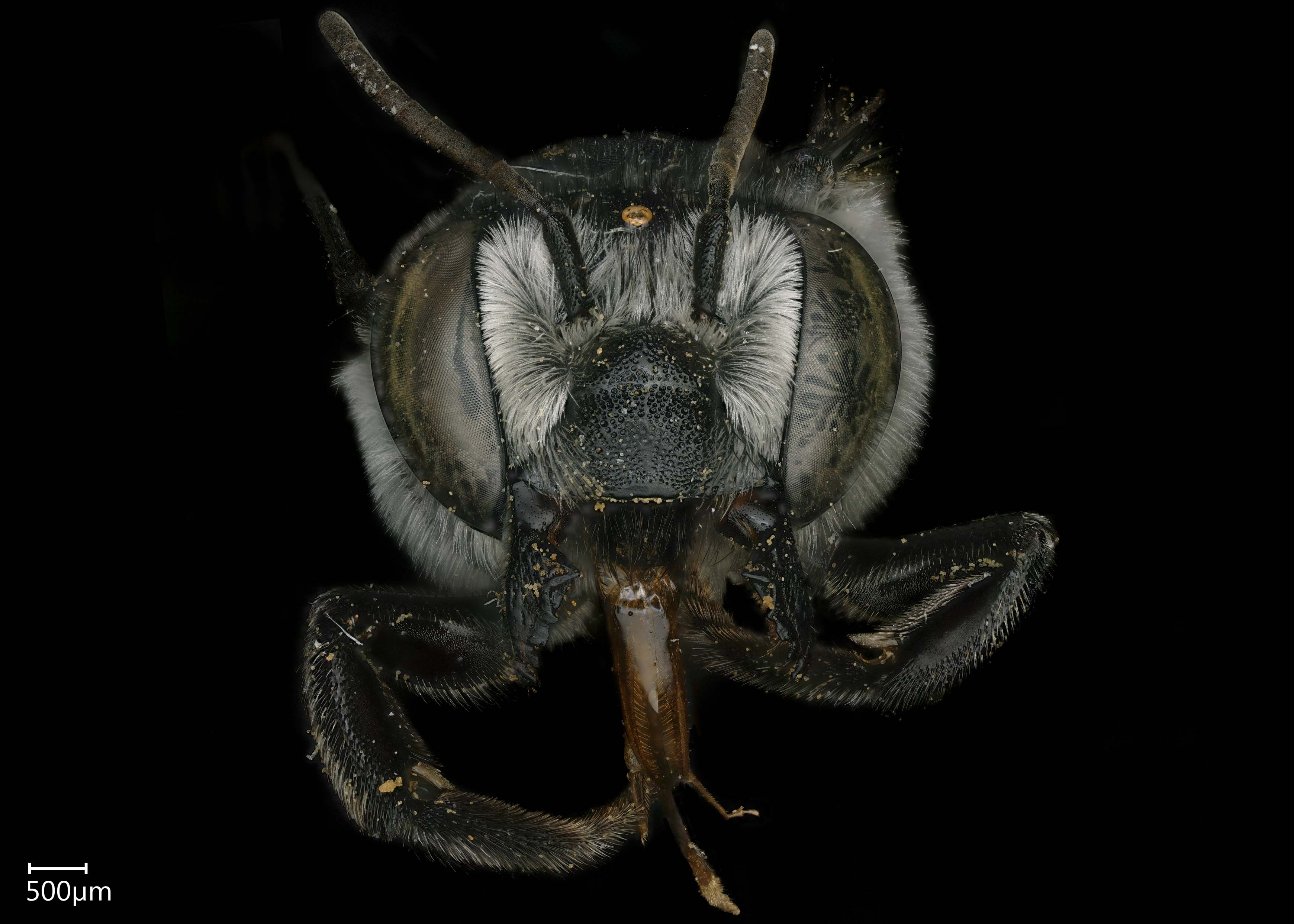 Megachile #40; Pseudocentron #41; | Exotic Bee ID