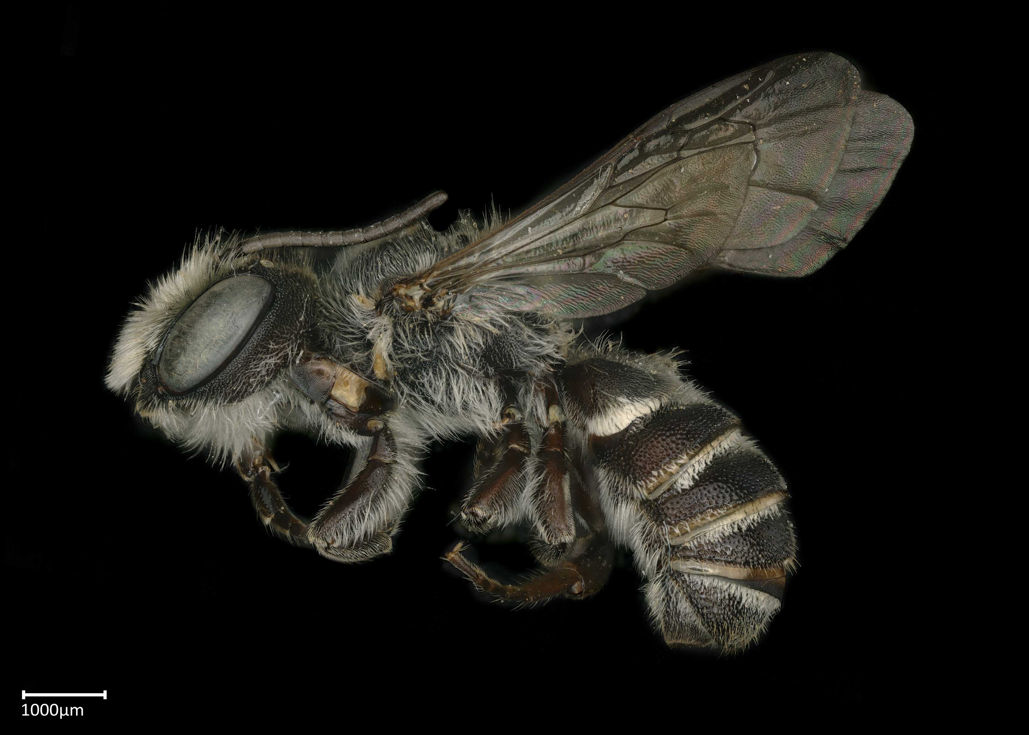 Chelostomoides | Exotic Bee ID