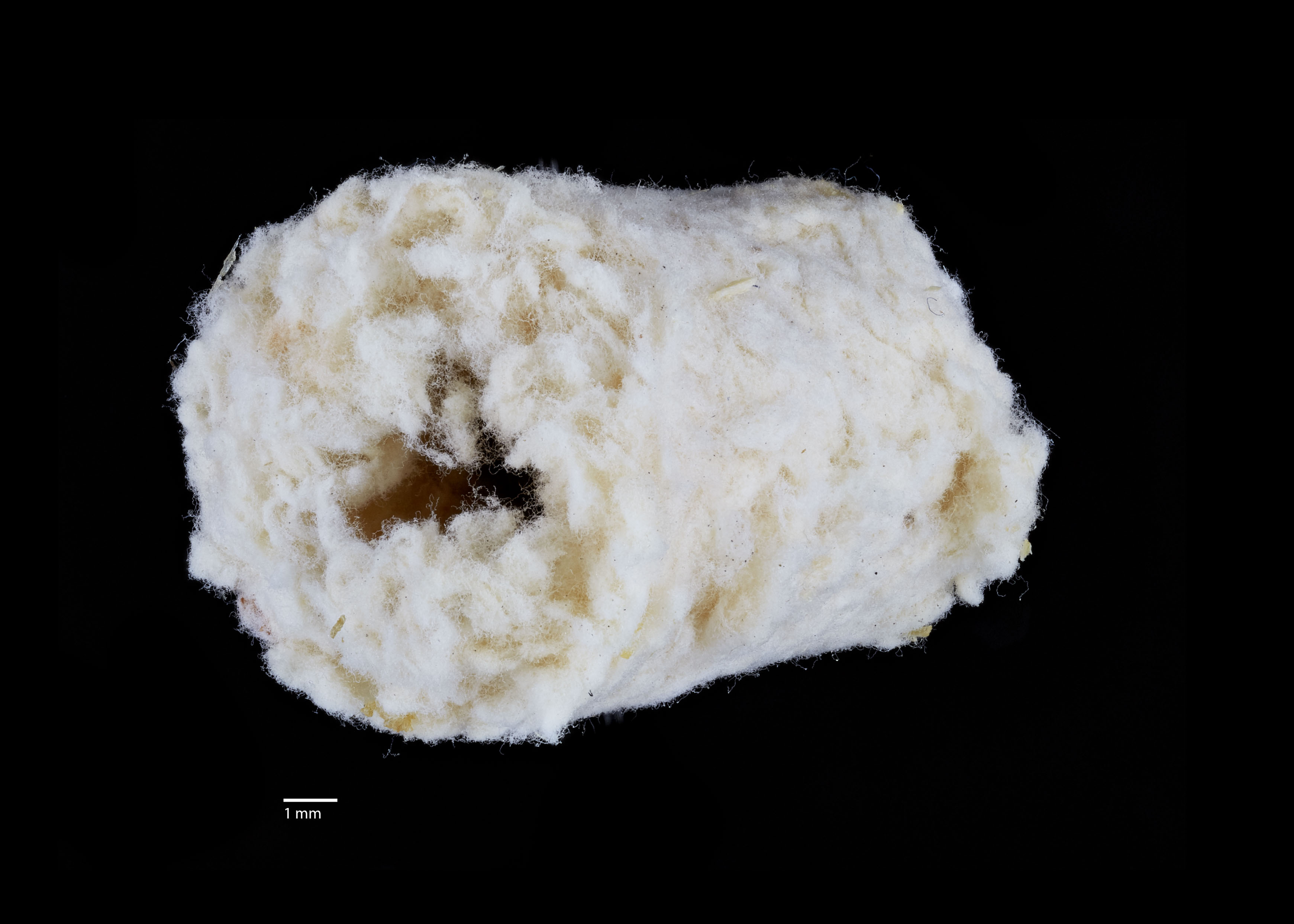 Anthidium formosum | Exotic Bee ID