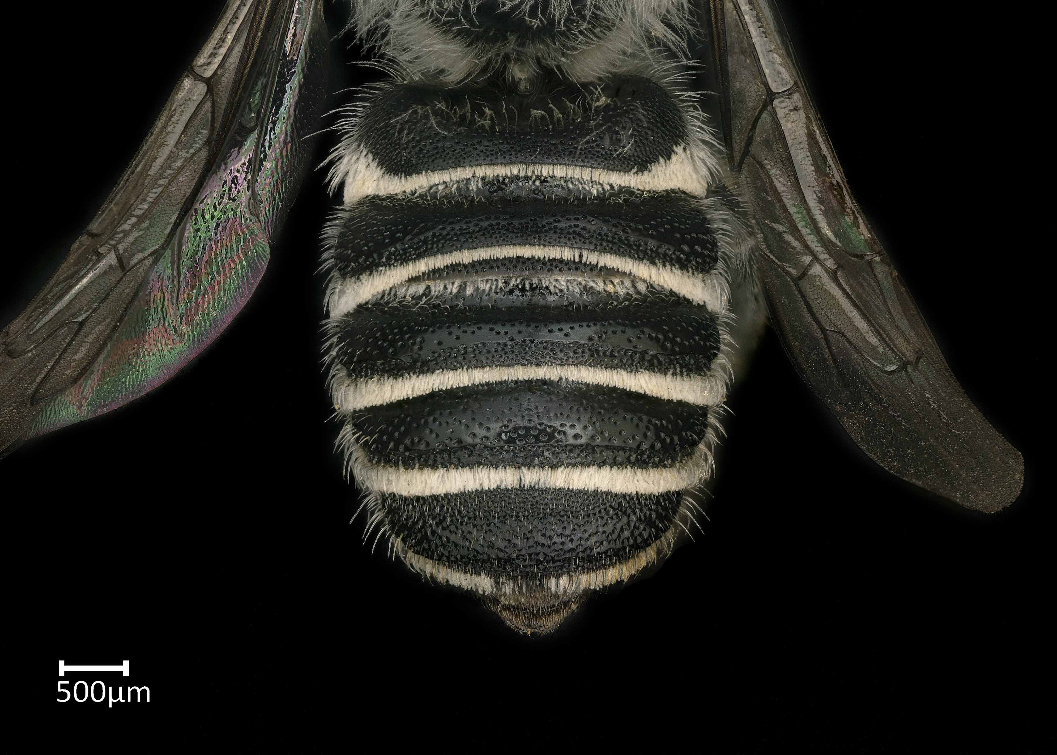 Chelostomoides | Exotic Bee ID