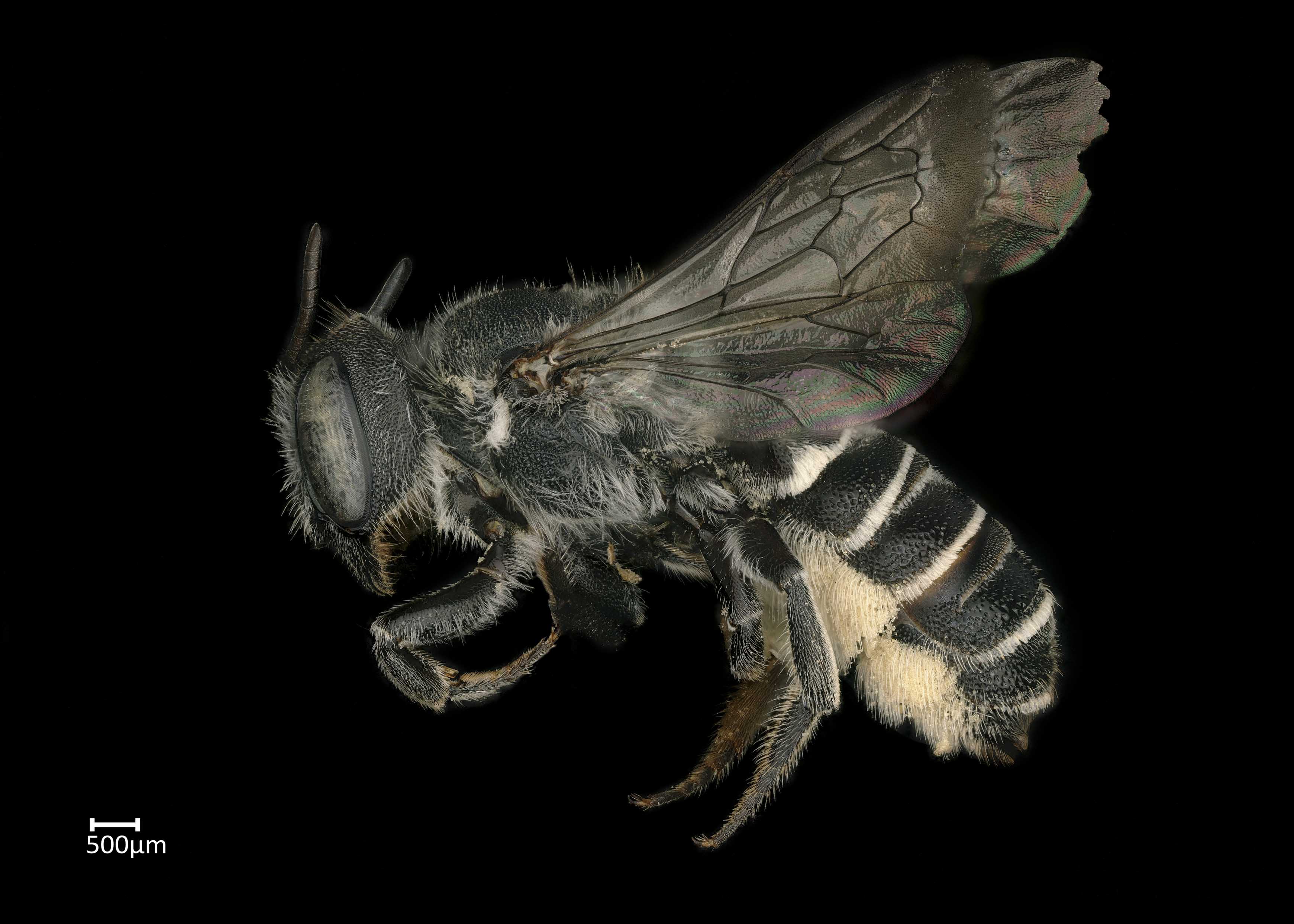 Chelostomoides | Exotic Bee ID