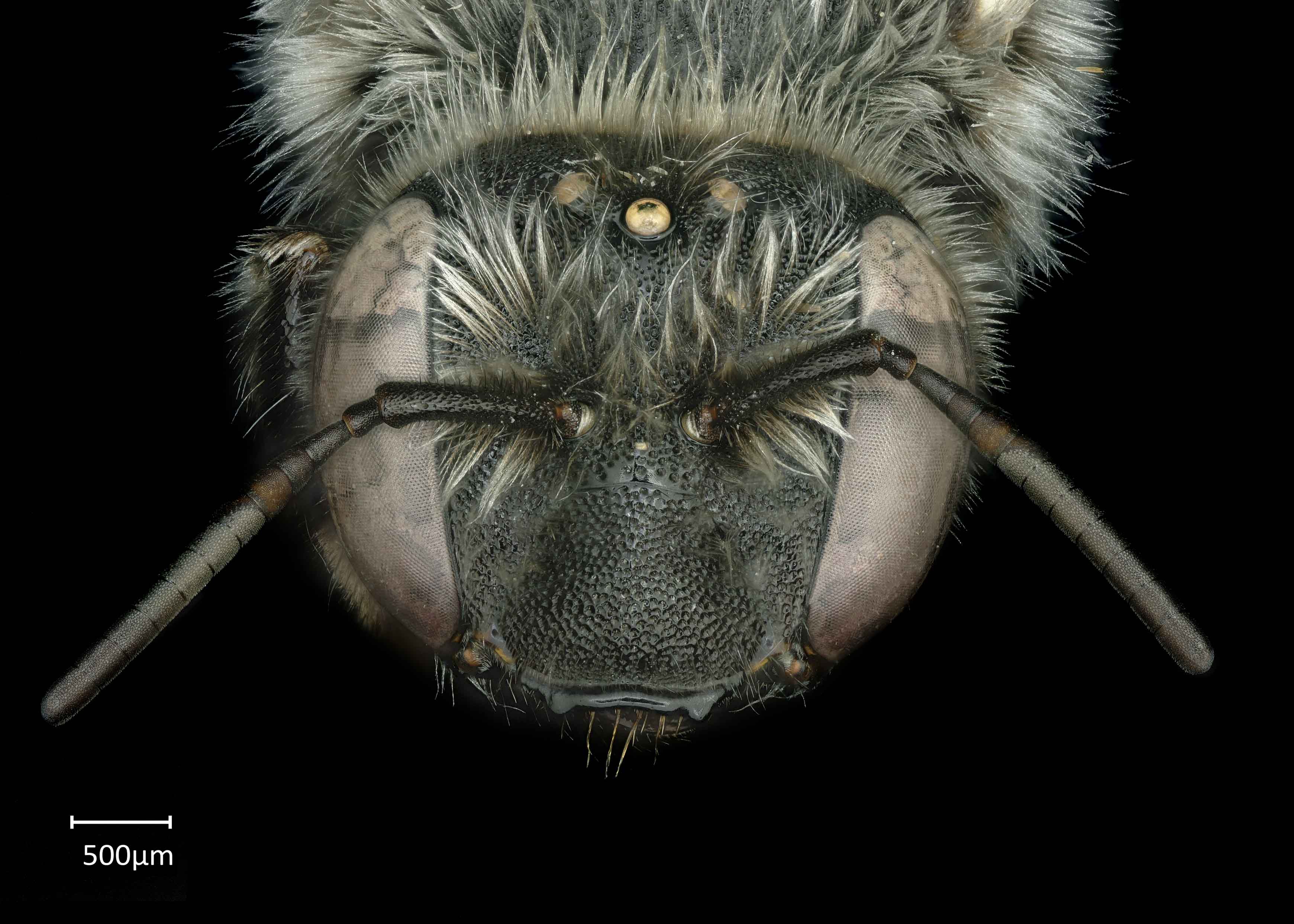 Anthidium atripoides | Exotic Bee ID