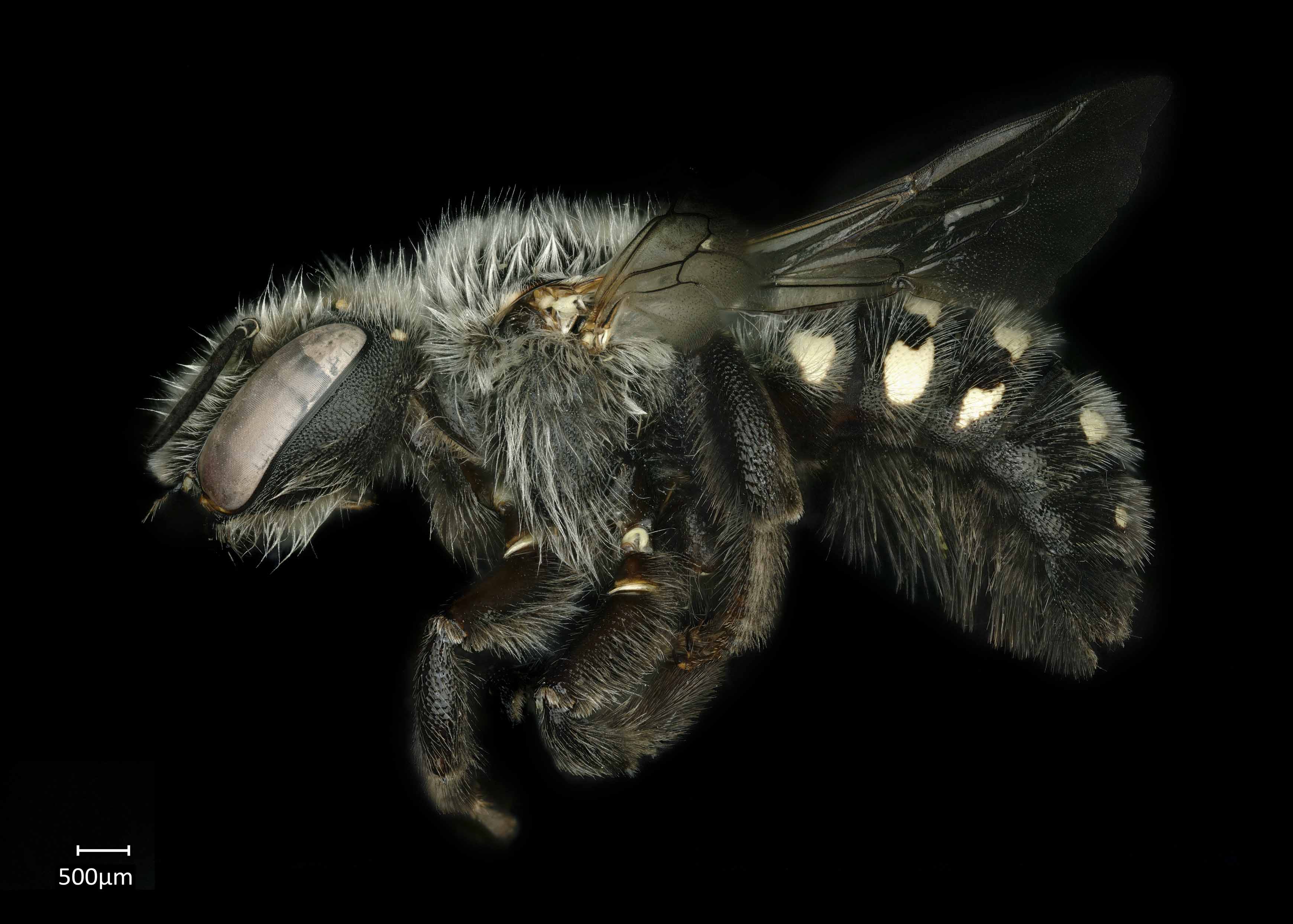 Anthidium atripoides | Exotic Bee ID