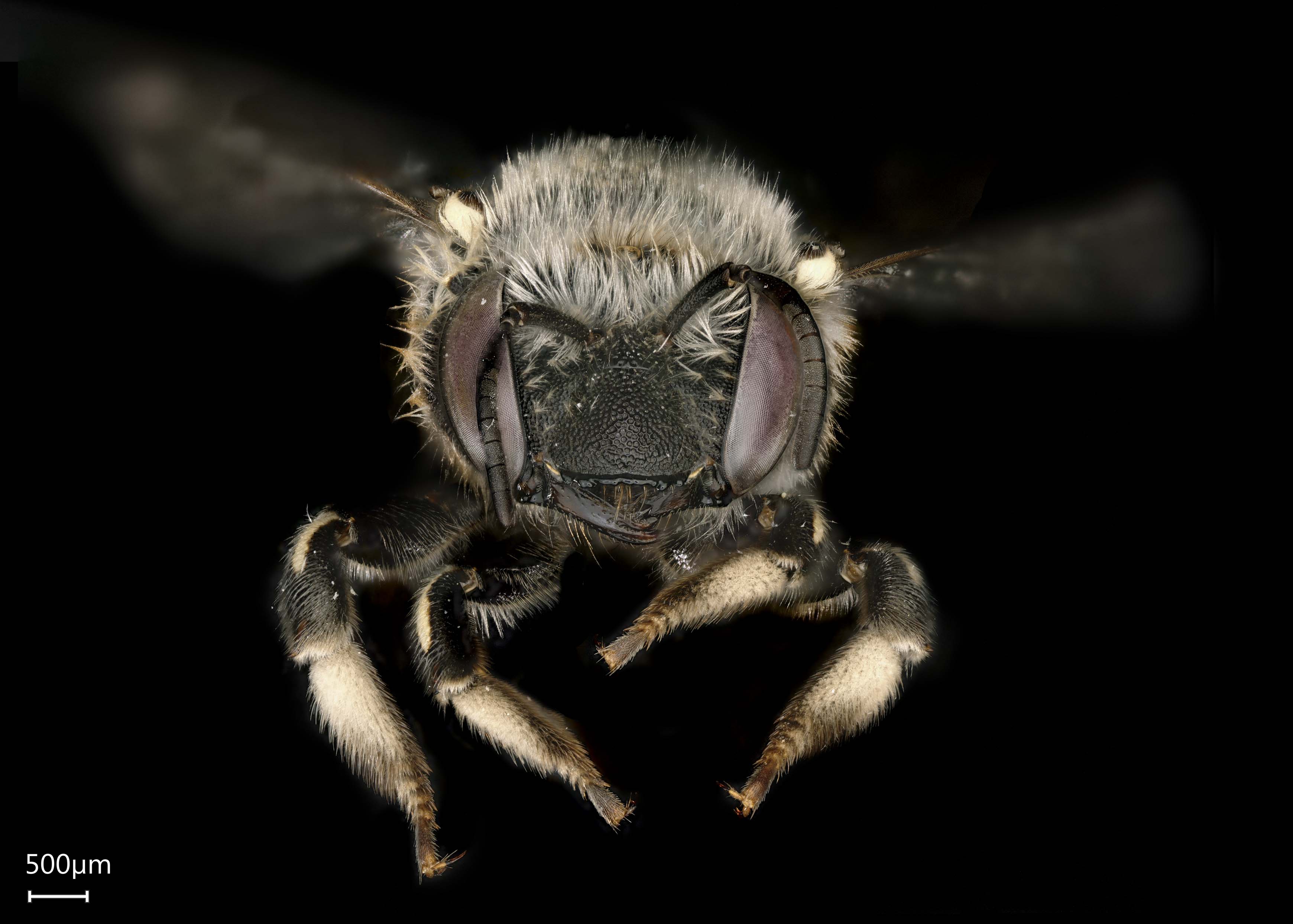 Anthidium atrifrons | Exotic Bee ID